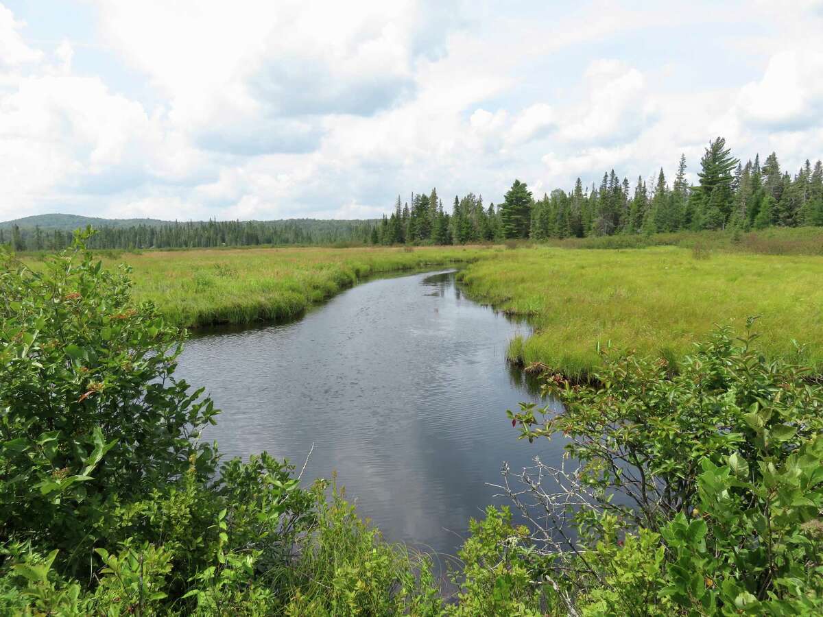 New York's bogs offer varied walking adventures