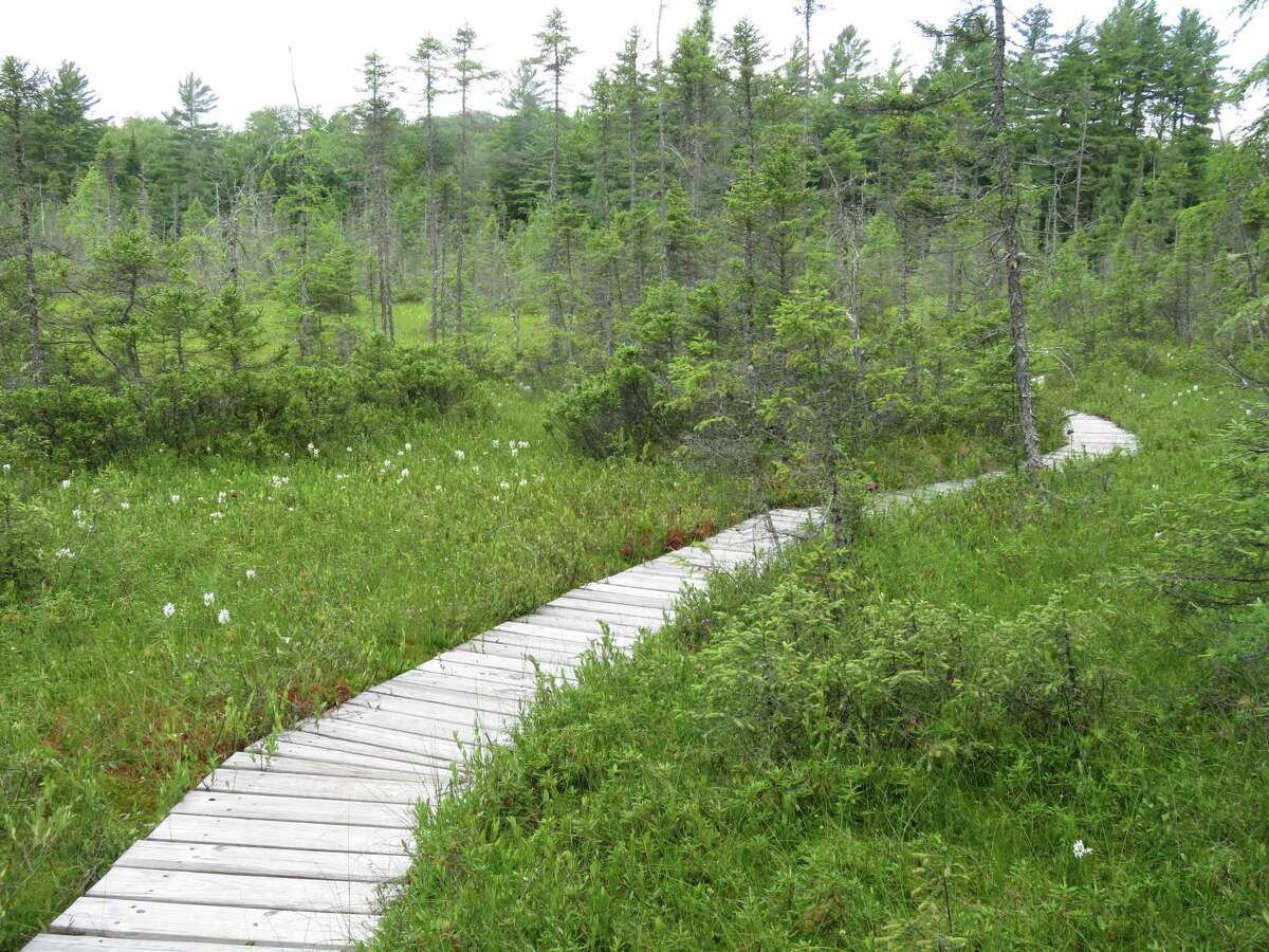 New York's bogs offer varied walking adventures