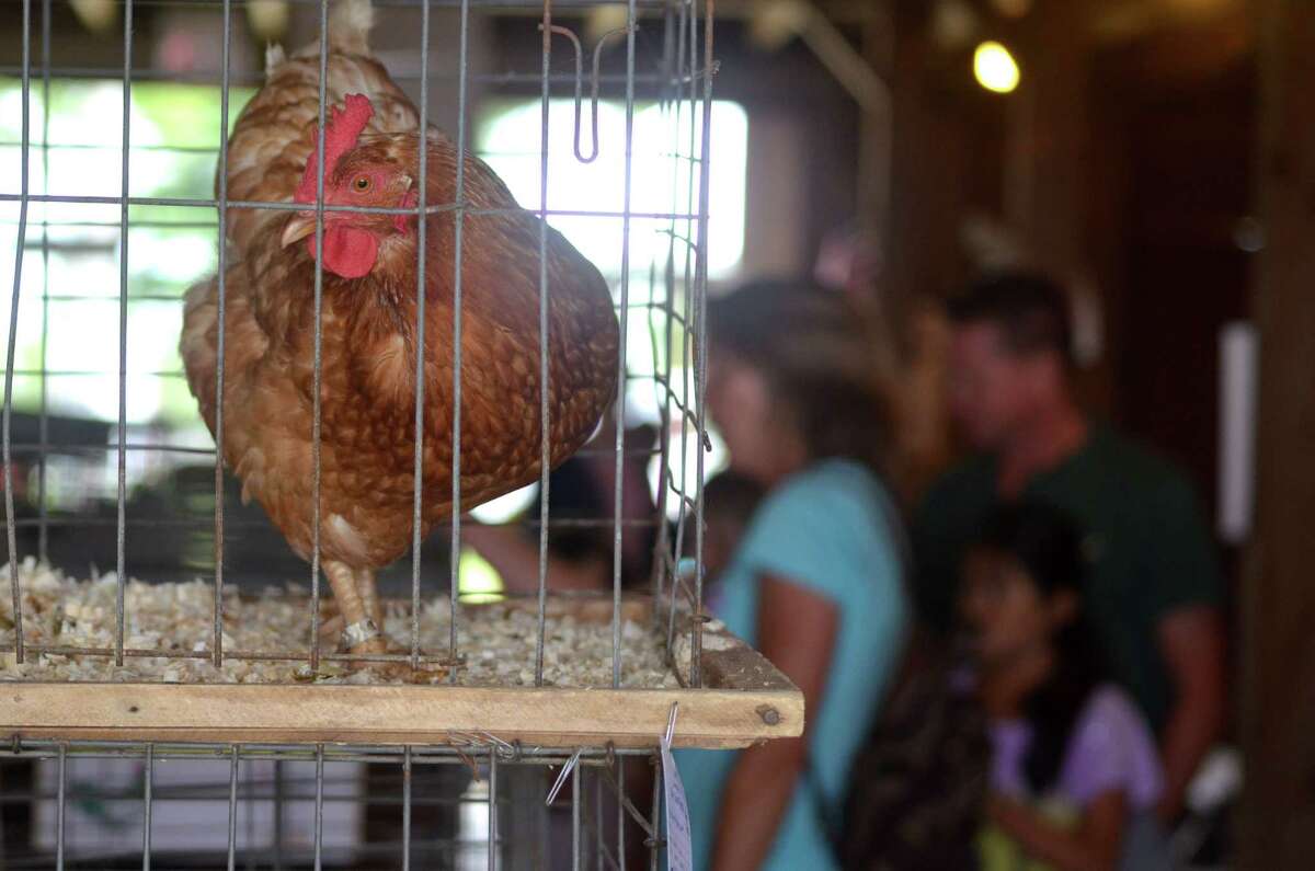 Photos: 4-H Fair in Litchfield County