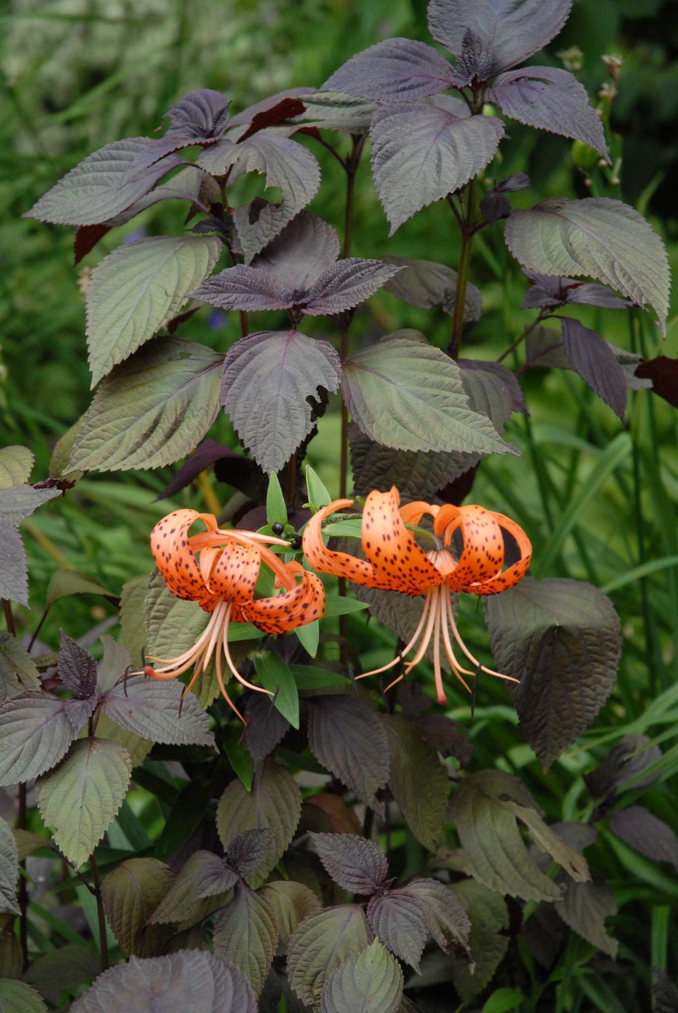 Photos: June Dalton-Morris' garden in Litchfield