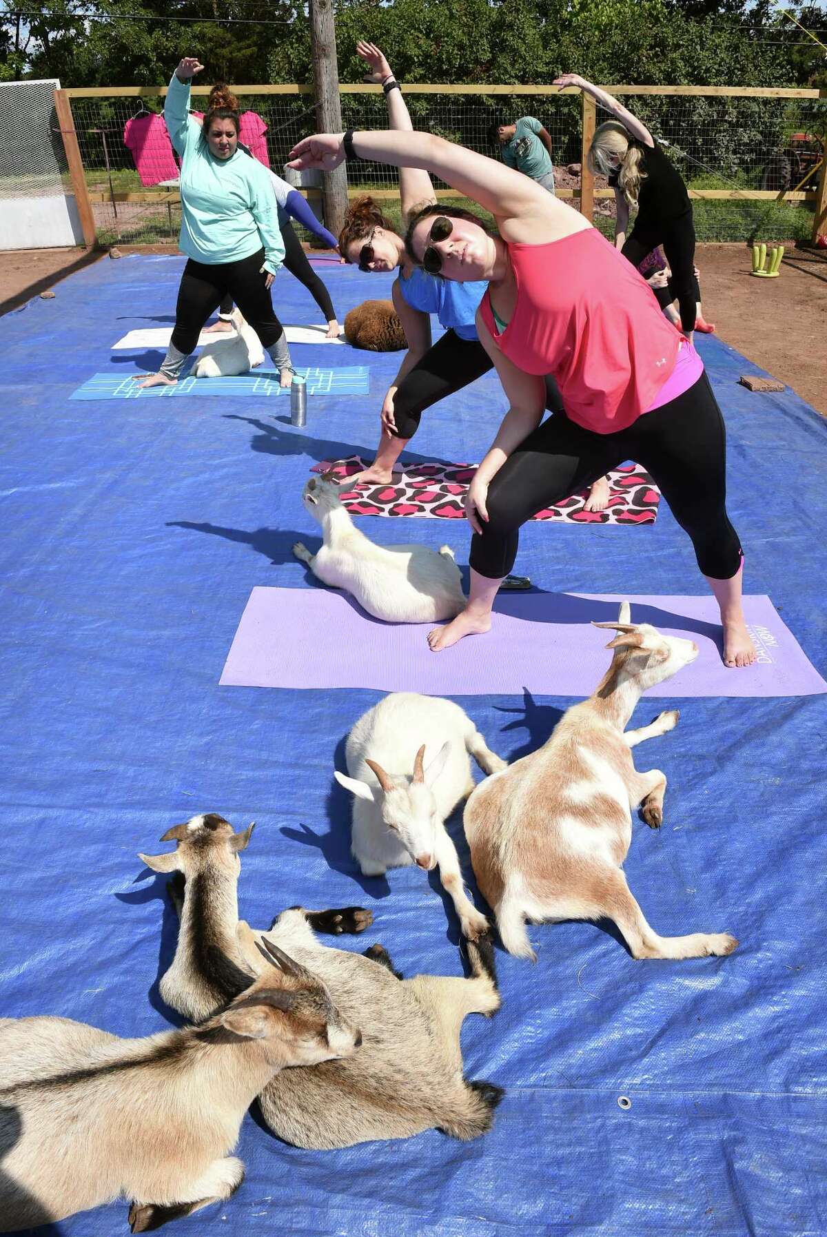 Animal Awareness Day in Branford features goat yoga, blessing of the ...