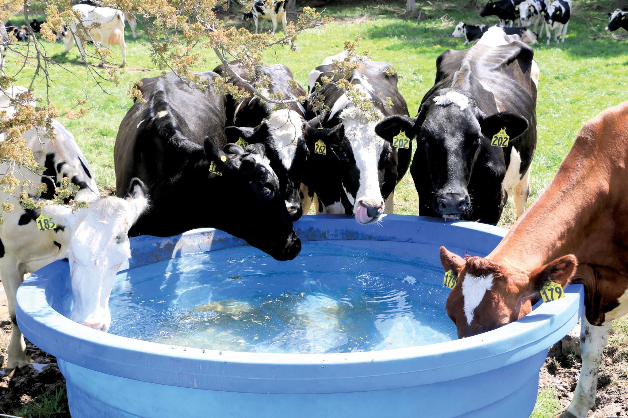 Photos: Freund's Farm honored for sustainability