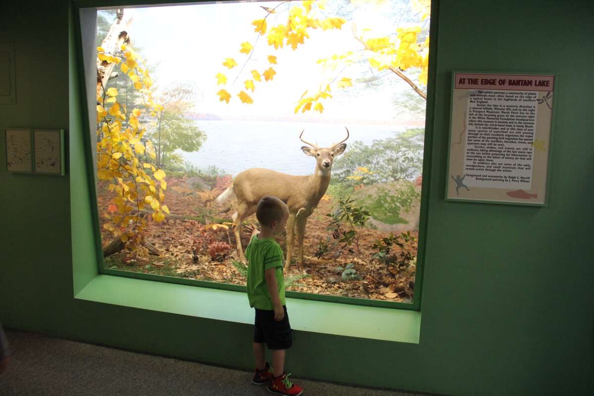 Photos: White Memorial Conservation Center celebrates 50th anniversary ...