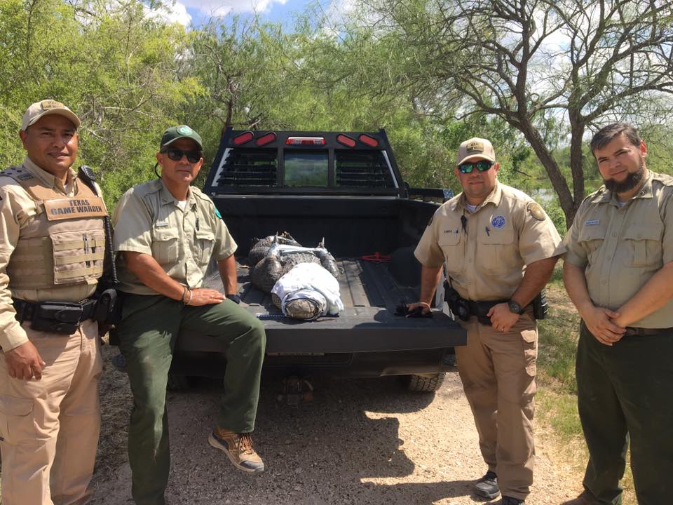 TPWD game wardens captured escaped 9-foot alligator