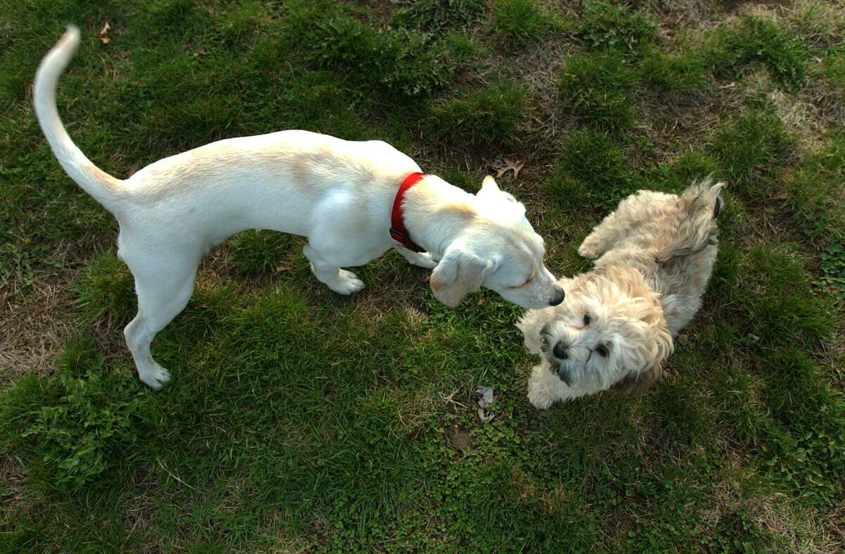 Adult dog behavior shaped by early interactions and experiences