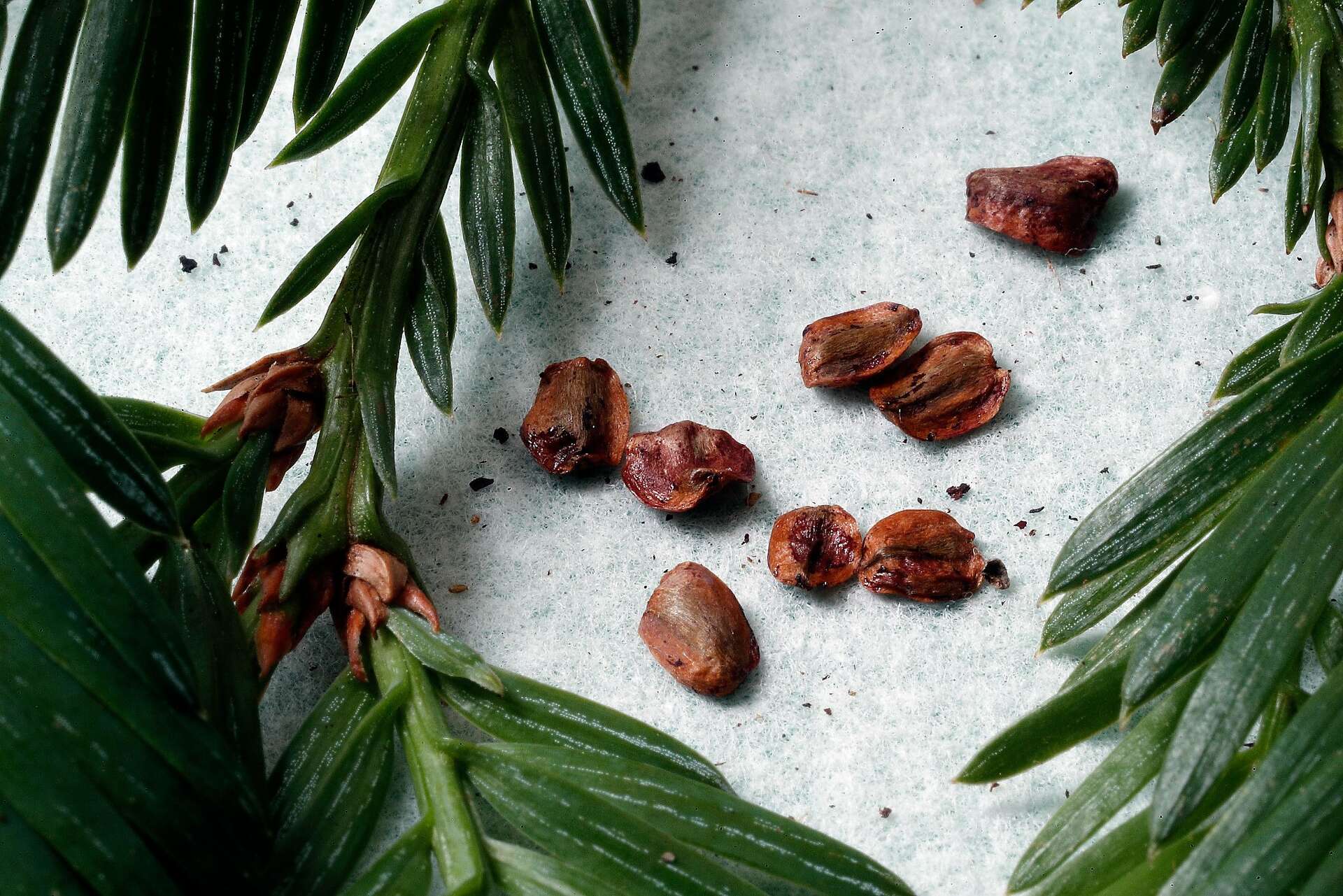 Genetic probe of redwoods, giant sequoias is key to restoring forests