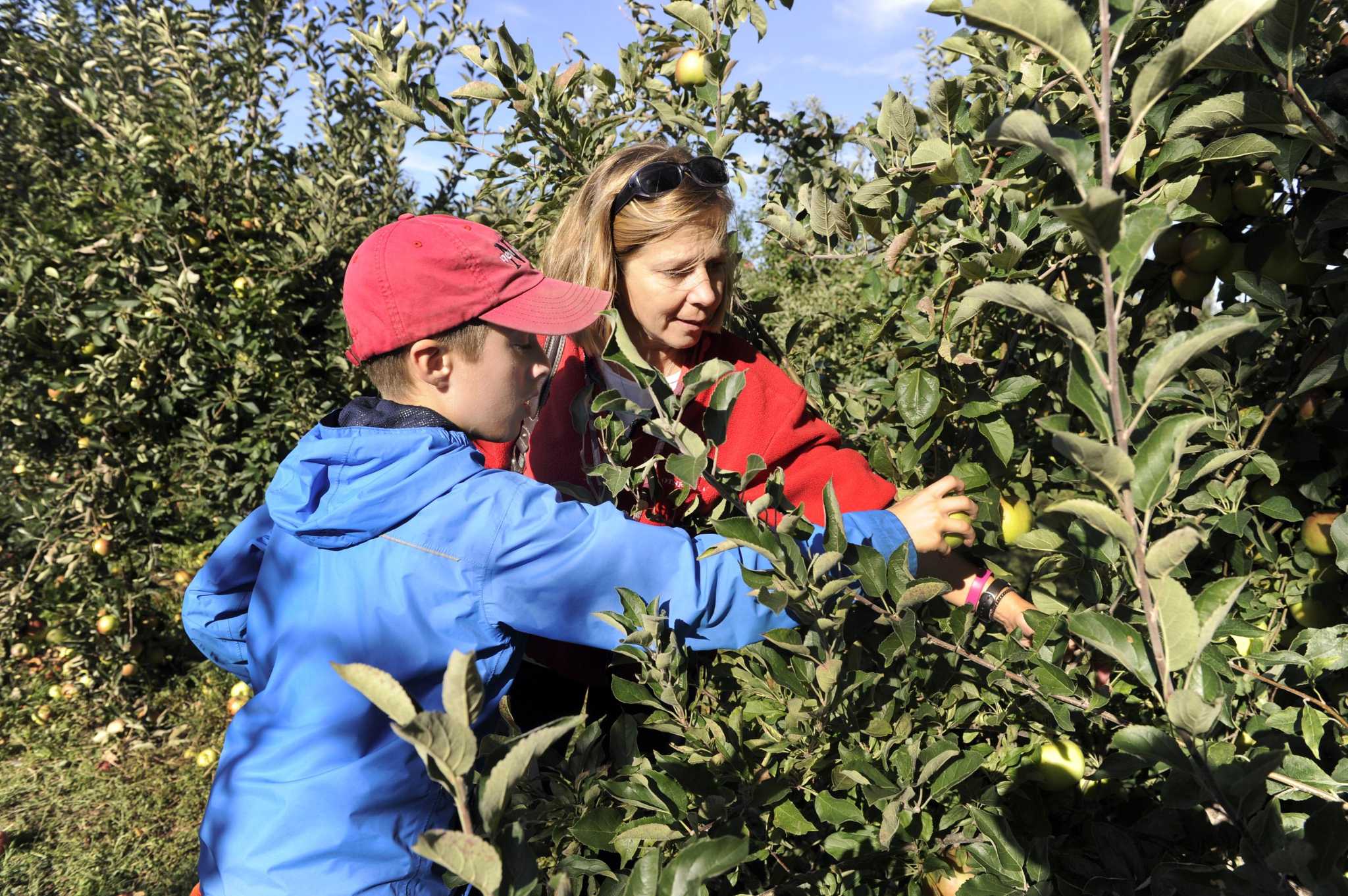 Where to go for apple picking today, Sept. 30, 2018