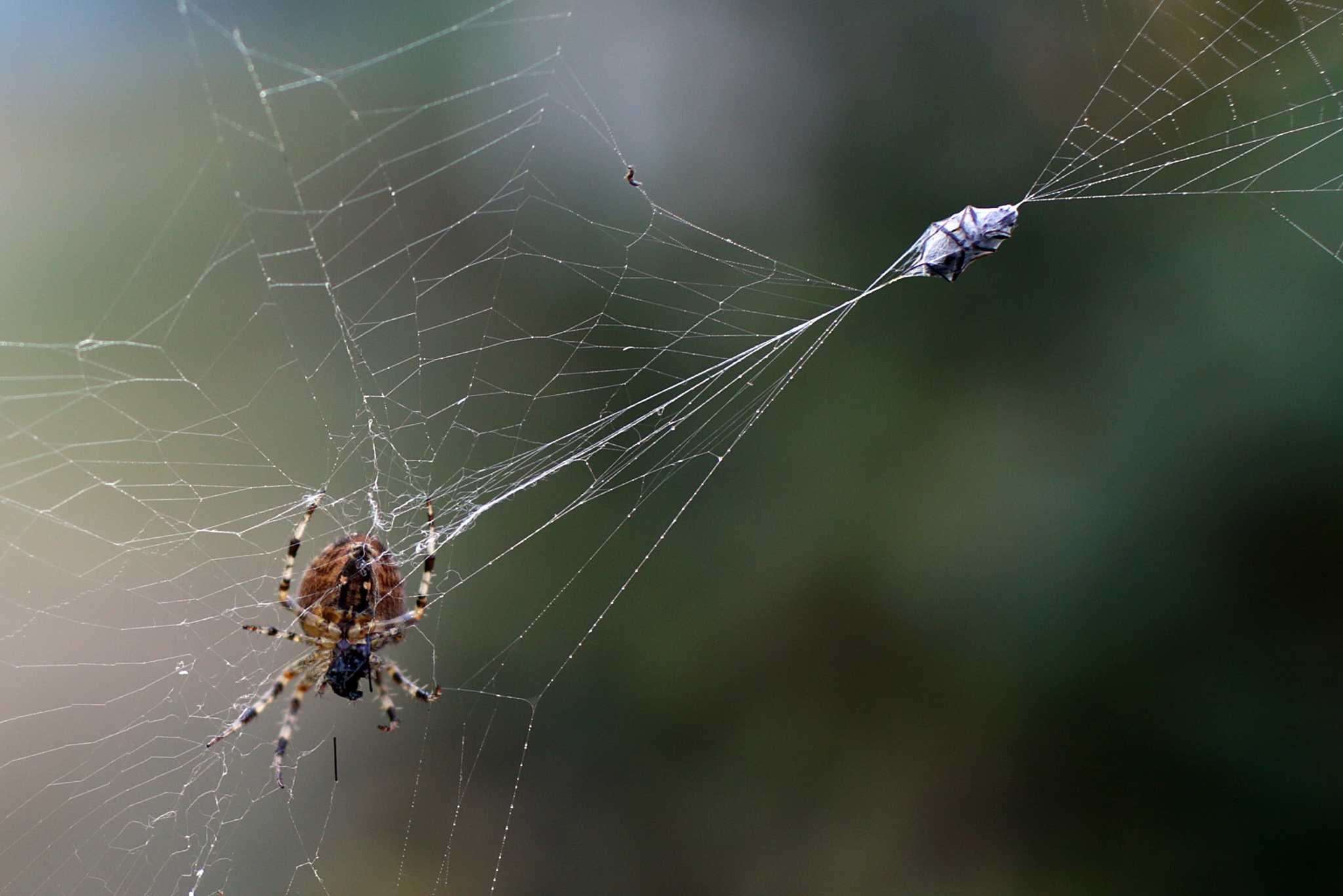 Seattle's spiders are single and ready to mingle