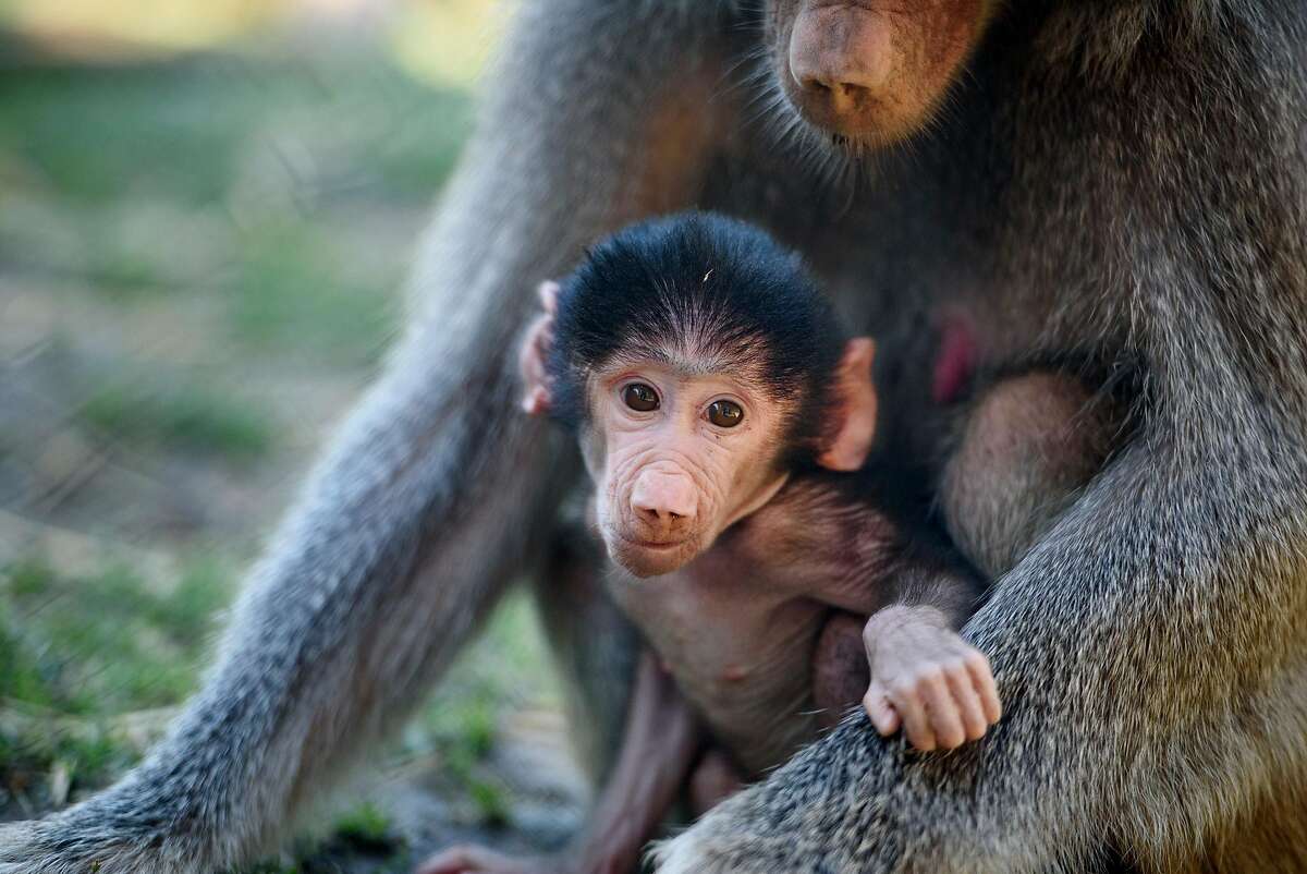 Oakland Zoo gets a ‘Precious’ delivery