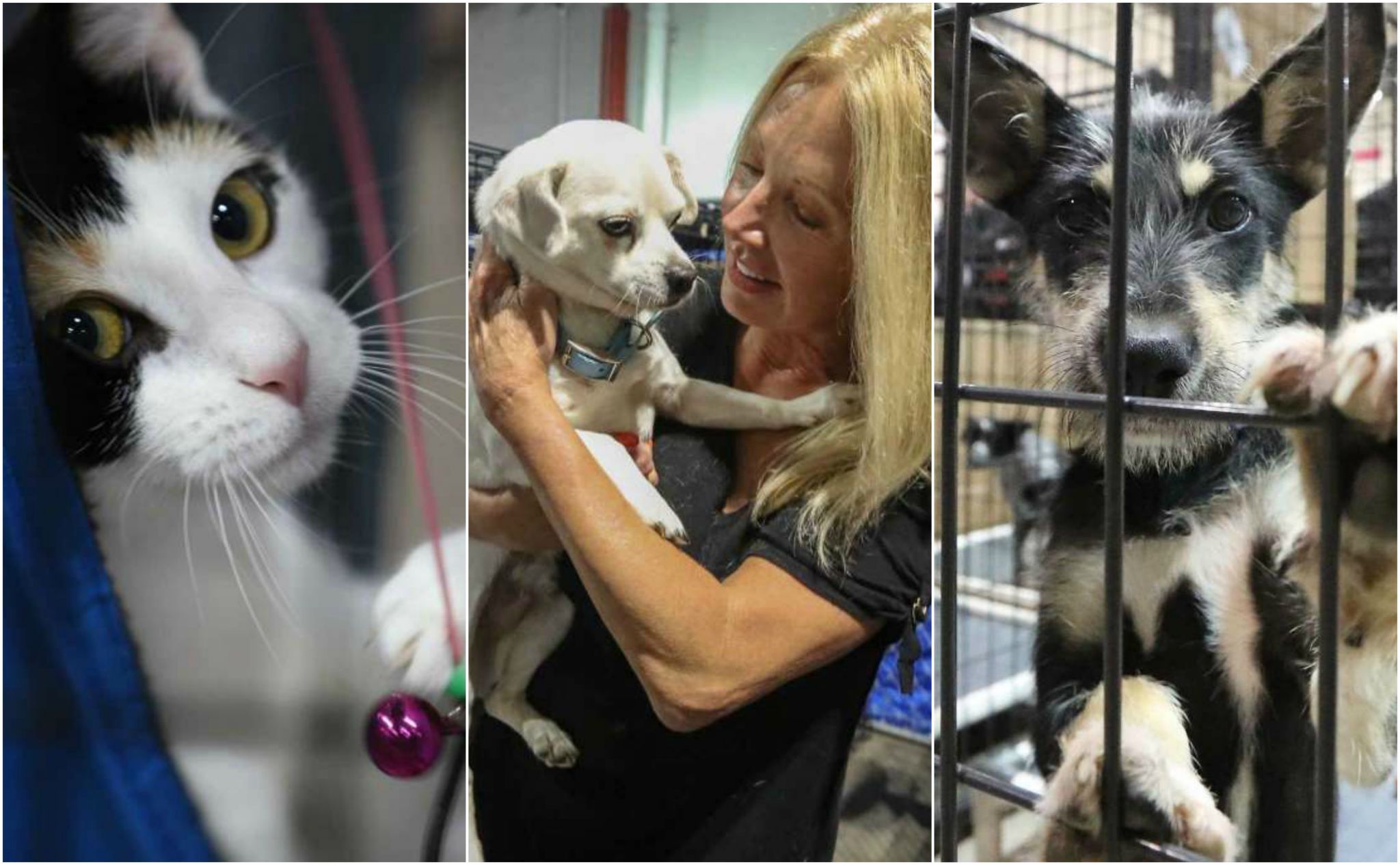 Pet pavilion offers hope for reunions with owners