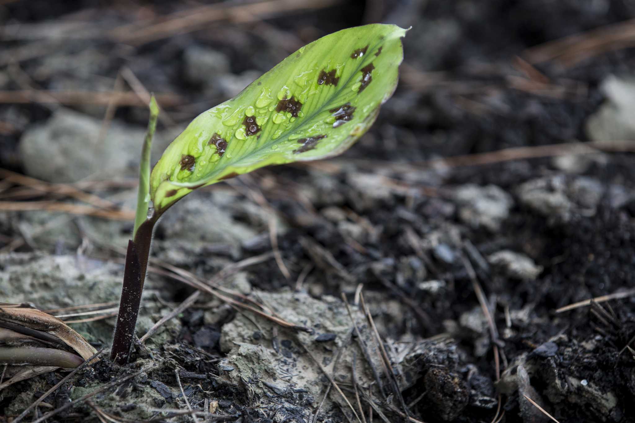 Catastrophic storm puts Mercer Botanic Gardens in dire straits