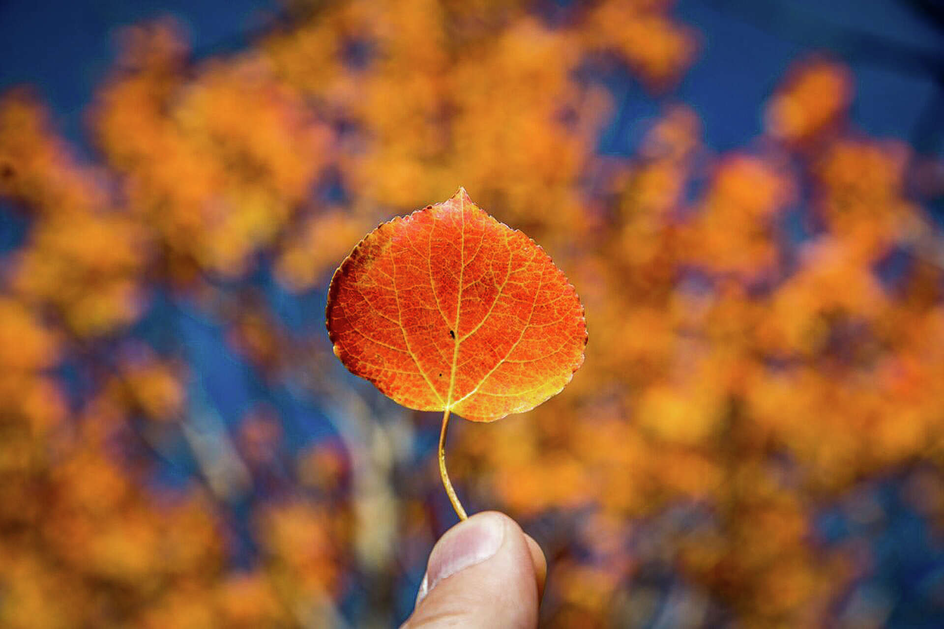 California fall color season is latest since turn of the century