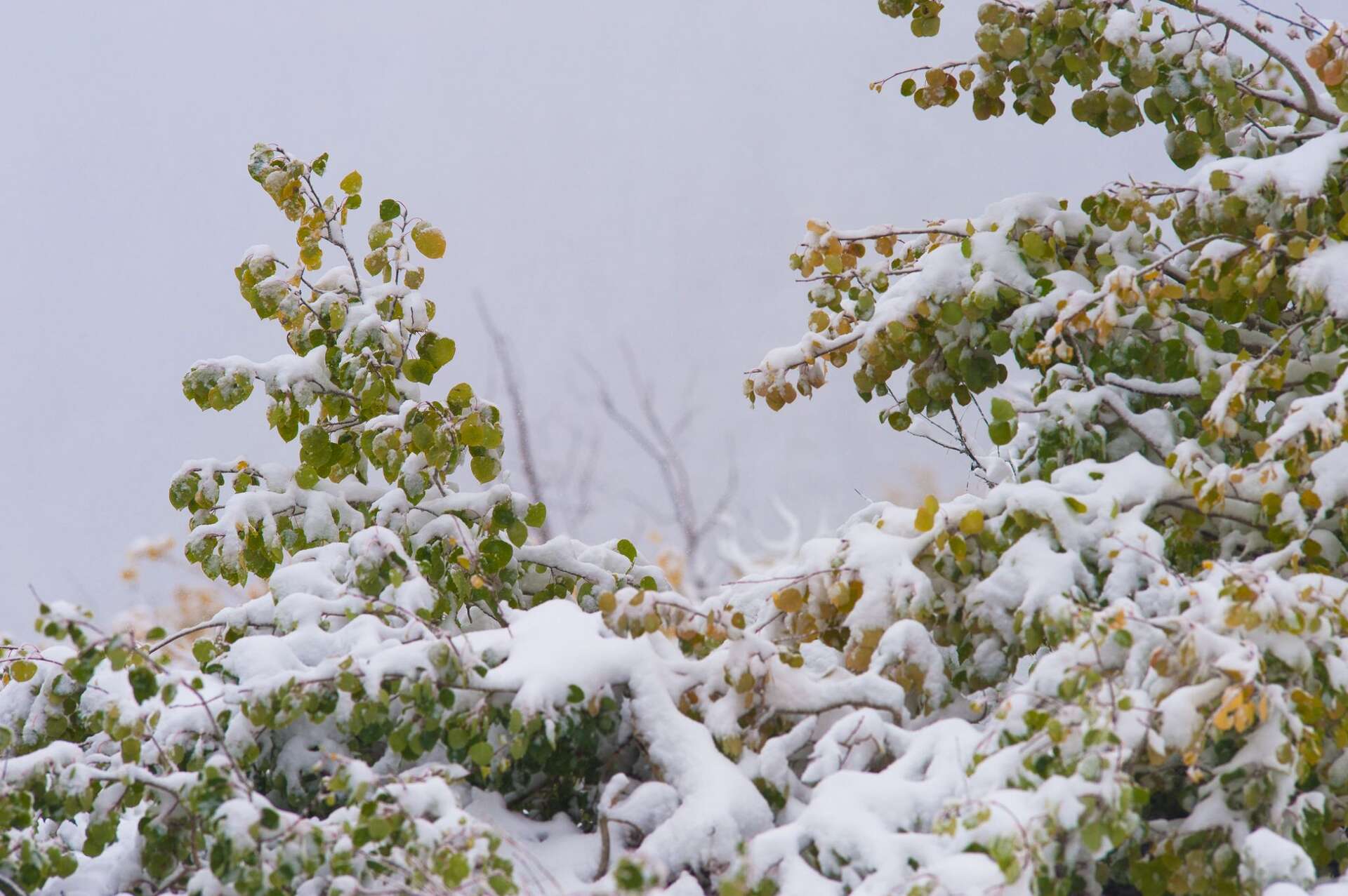 California fall color season is latest since turn of the century