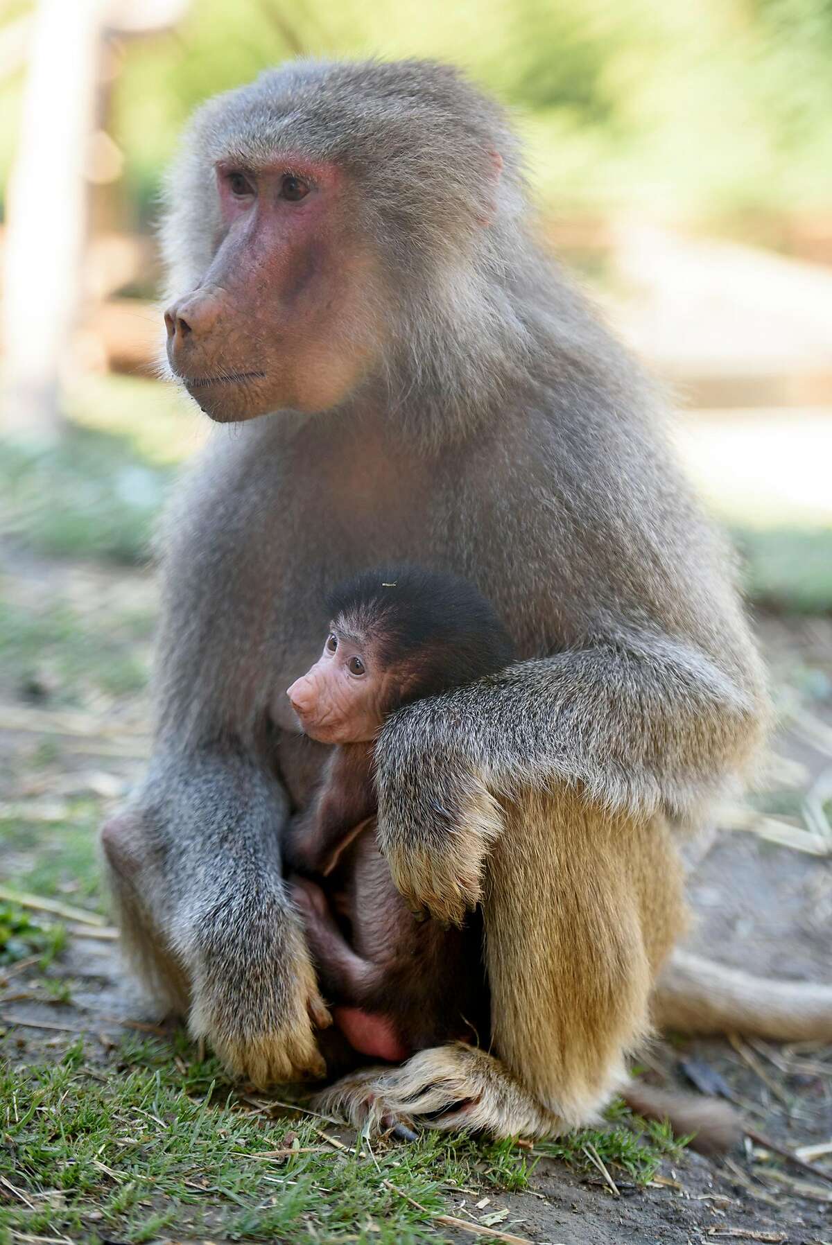 Oakland Zoo gets a ‘Precious’ delivery