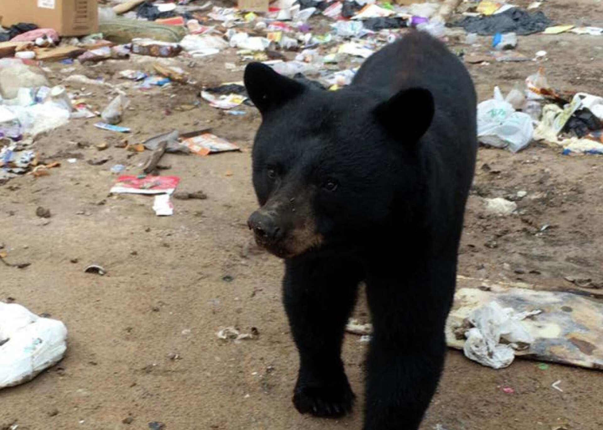 Bear seen lounging on couch 'just like a person' at Canadian dump