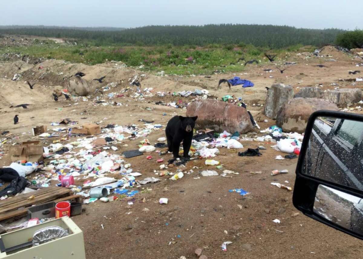 Bear seen lounging on couch 'just like a person' at Canadian dump