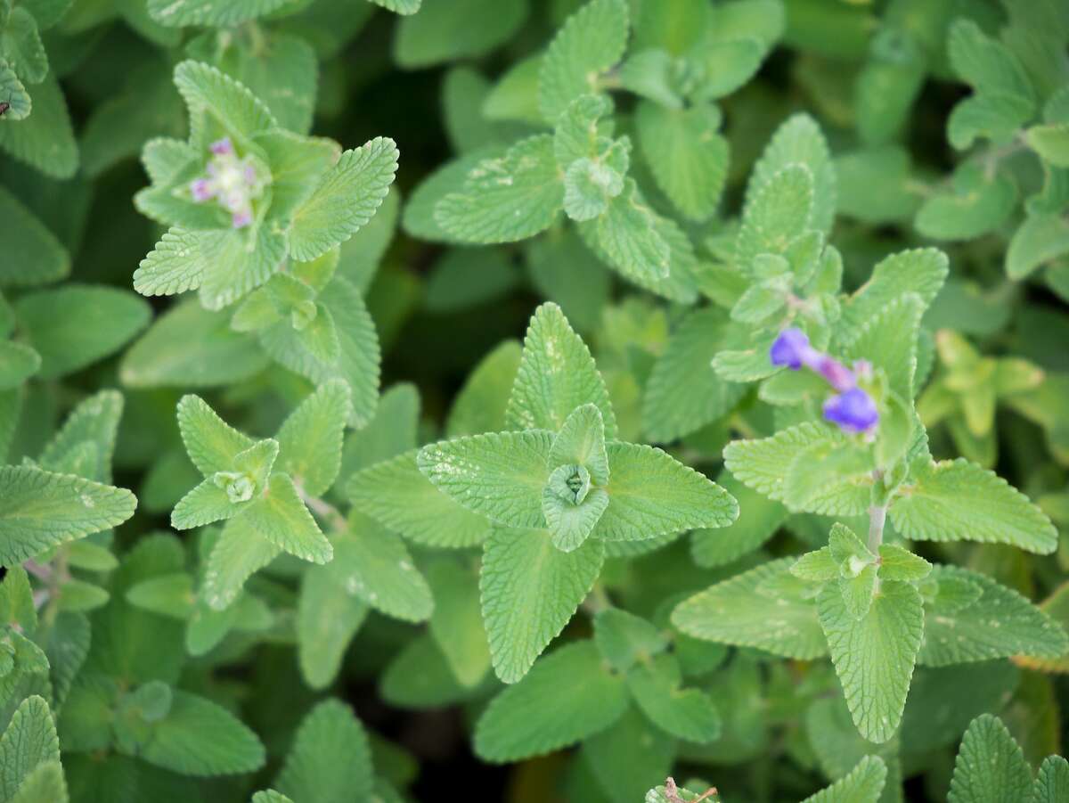 Catnip and other feline favorites in the garden