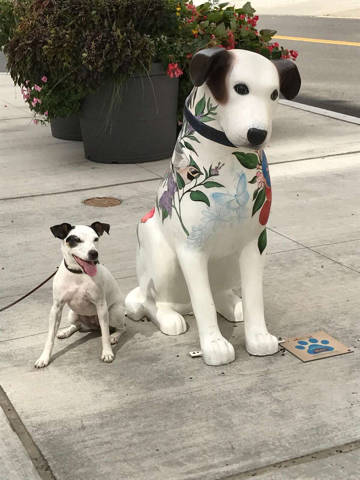 Albany's Nipper sculptures find forever homes