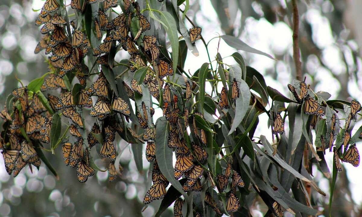 A mystery predator is creating undead 'zombie butterflies' in Pacific Grove