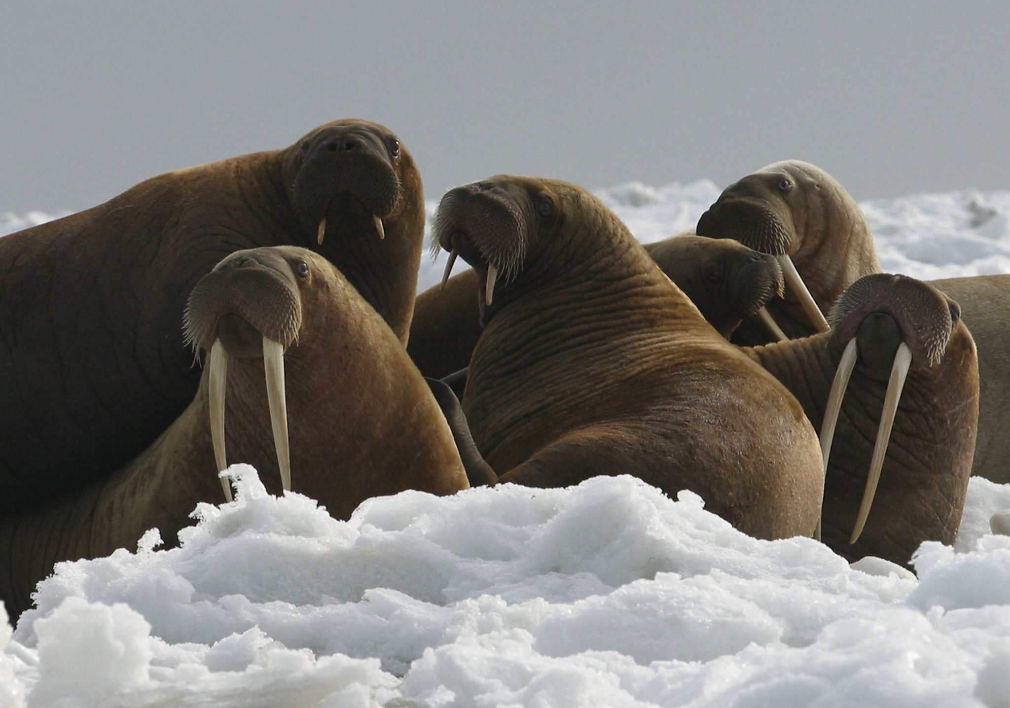 Federal government: No threatened species listing for walrus