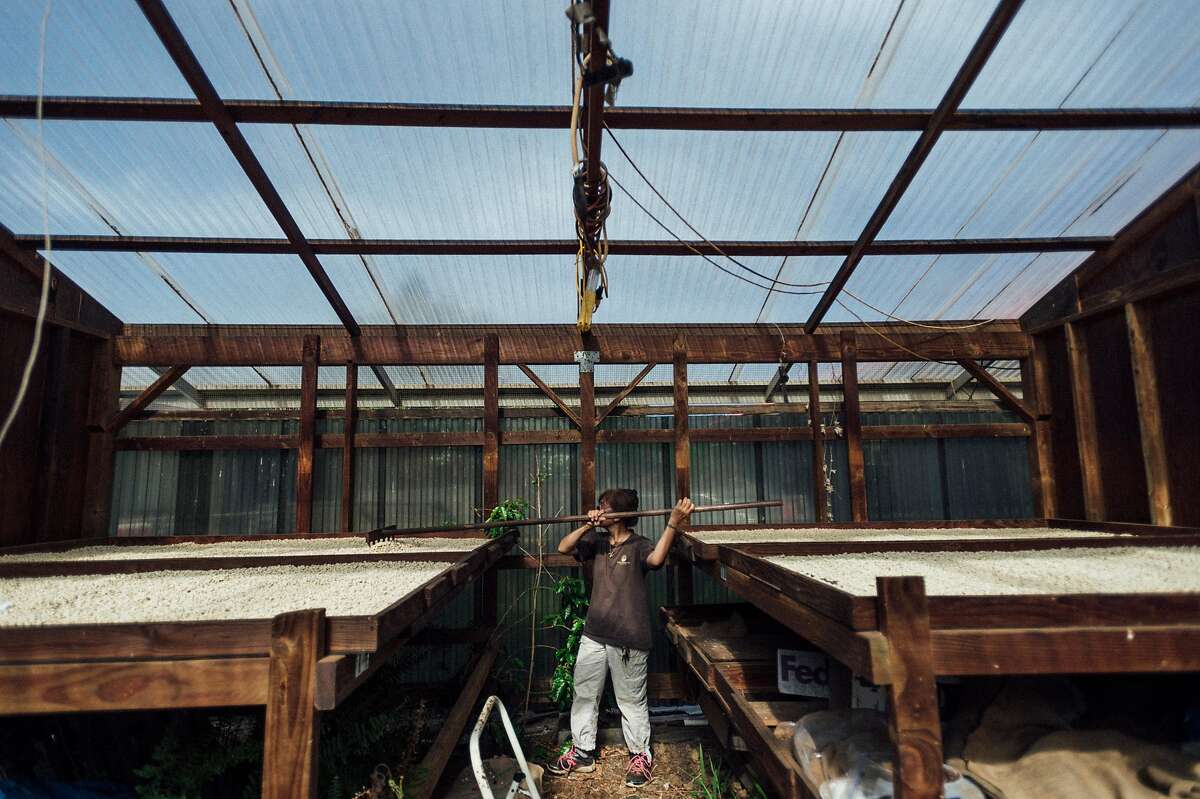 Rarefied roasts proudly take their place alongside famous Kona coffee