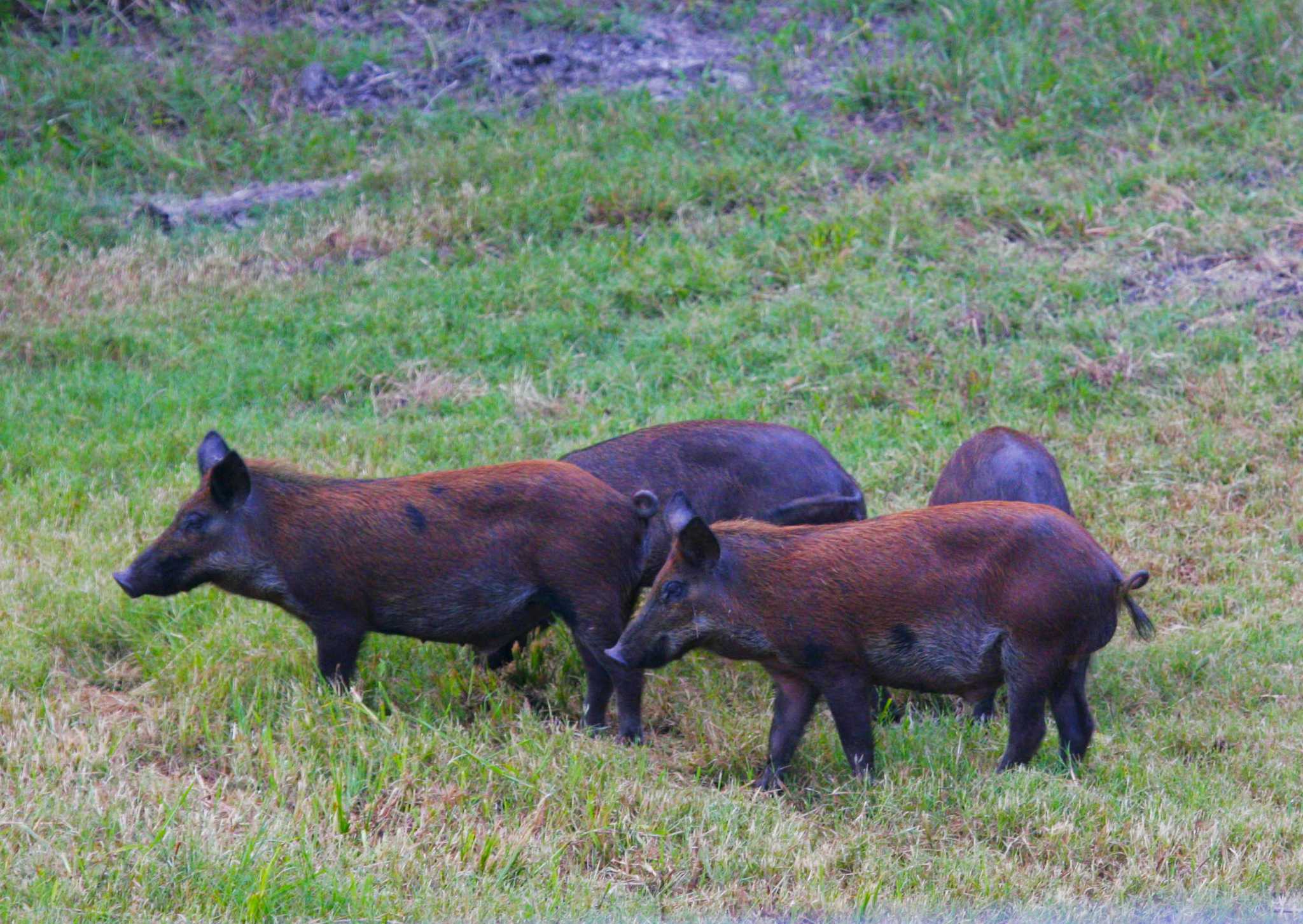 Guadalupe County will pay people to hunt feral hogs