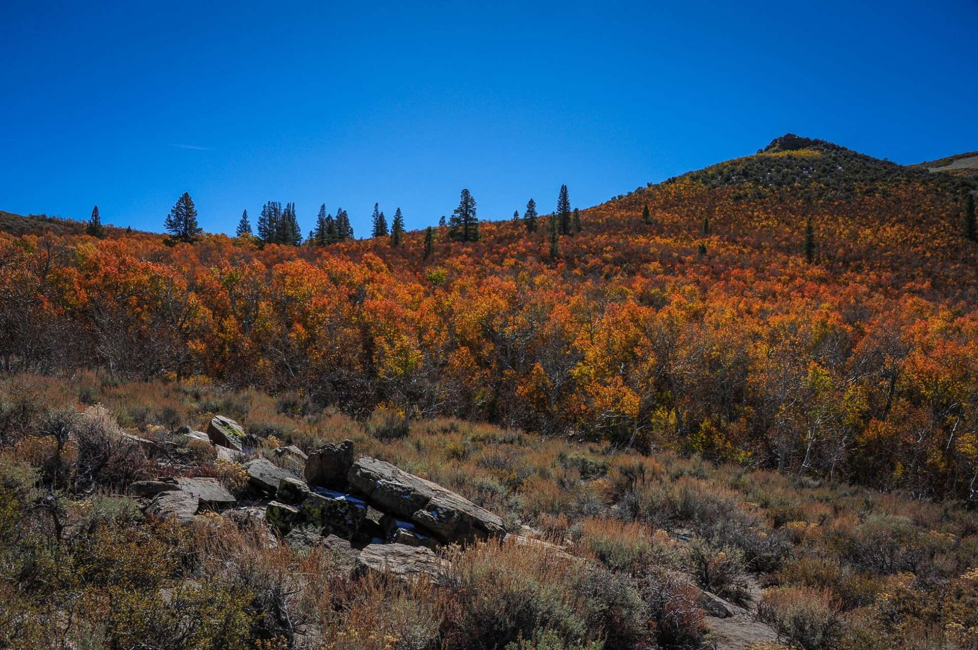Unusual fall color season finally arrives in California