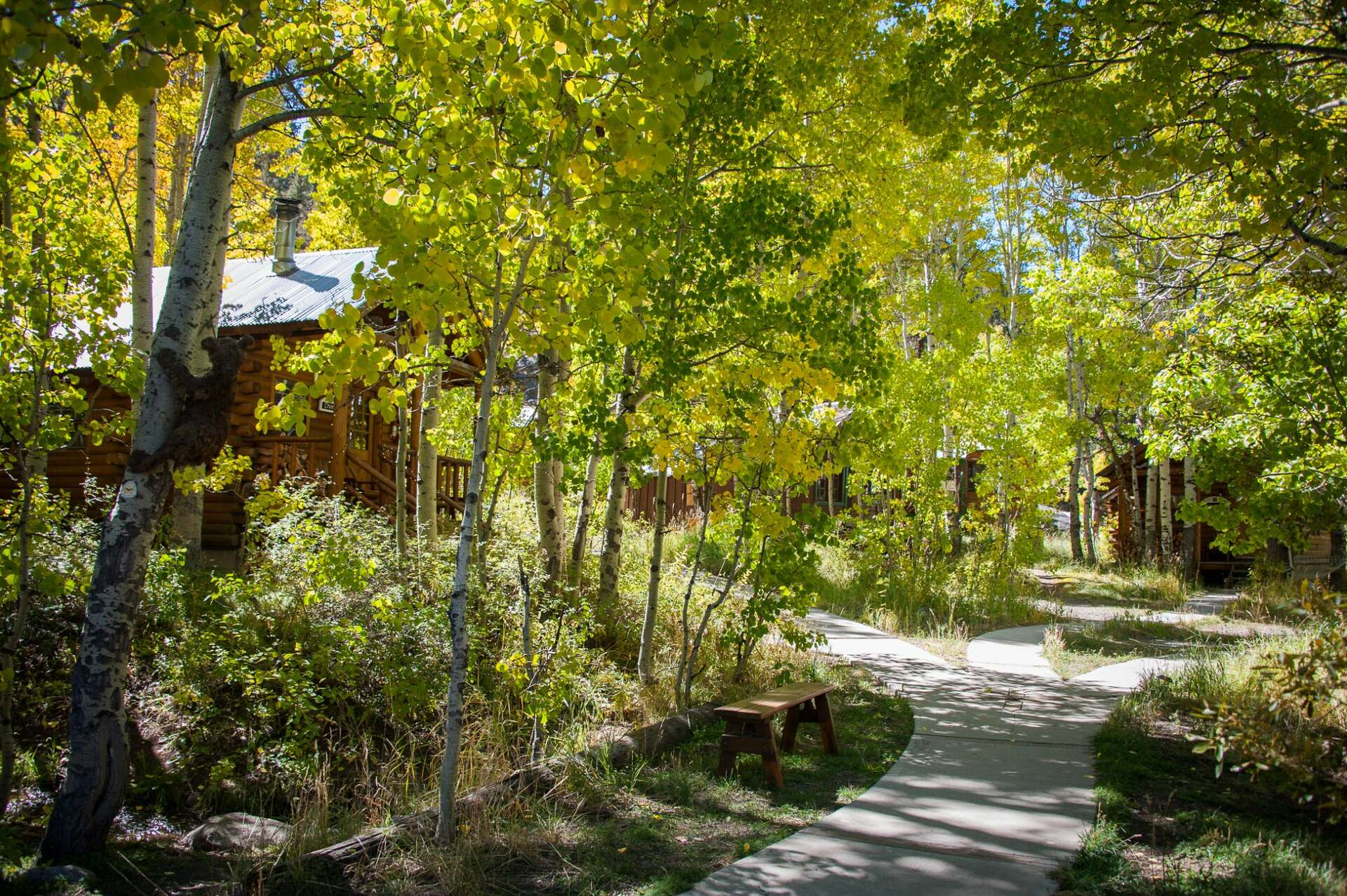 Unusual fall color season finally arrives in California