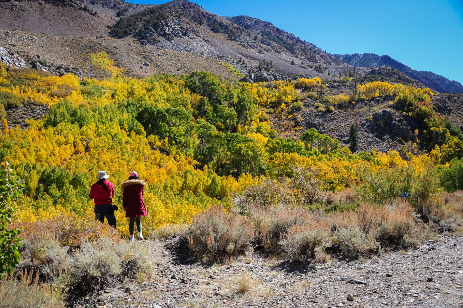 Unusual fall color season finally arrives in California