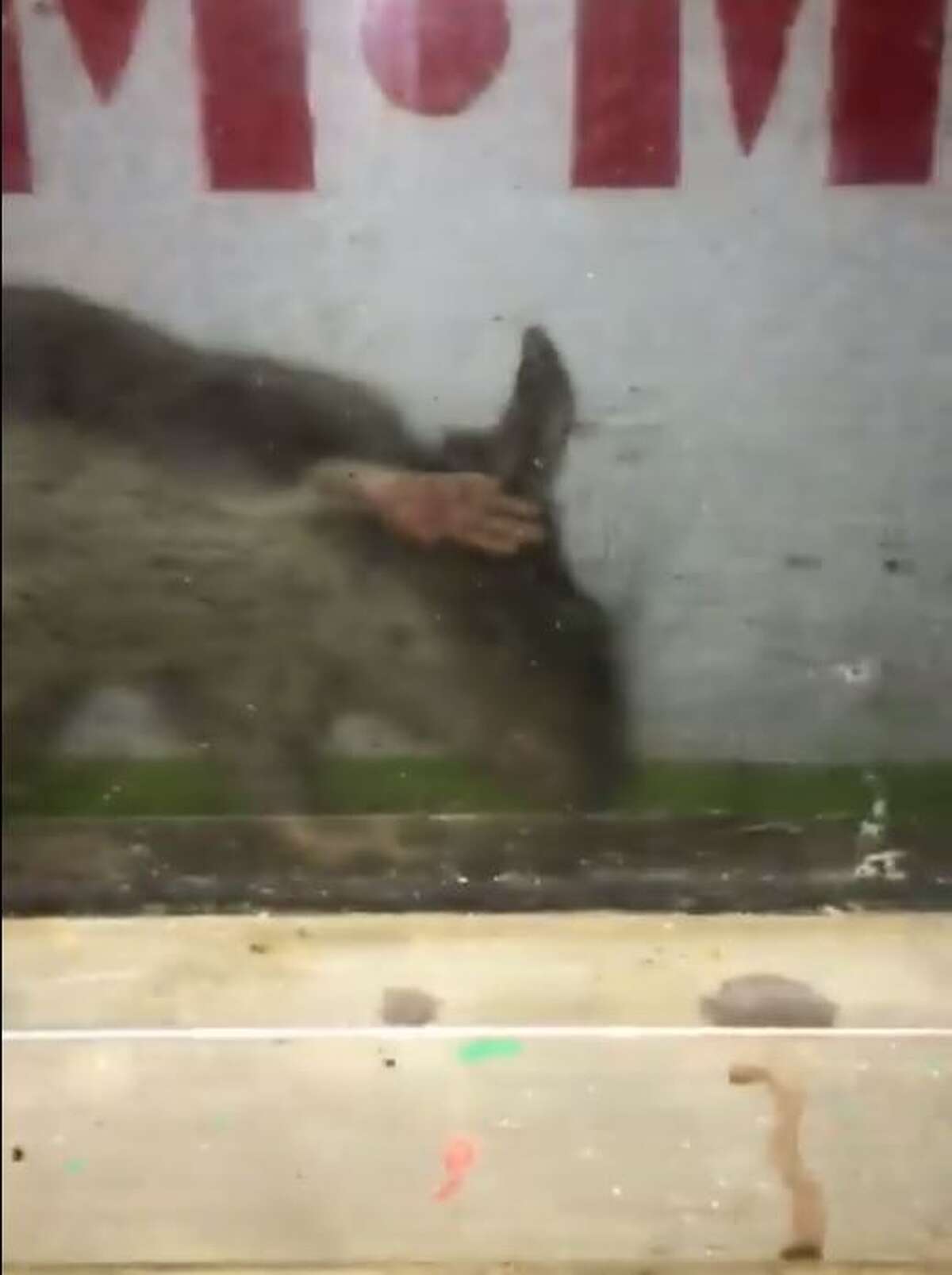 Viral video appears to show rats in window at S.A. tortilla business