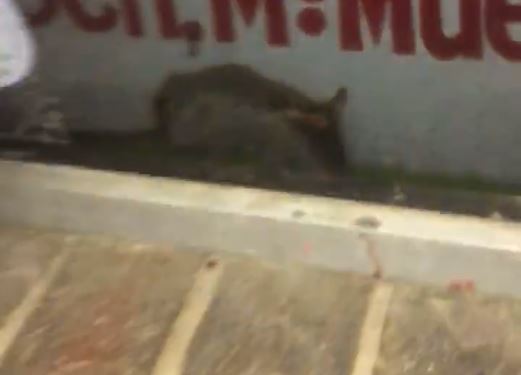 Viral video appears to show rats in window at S.A. tortilla business