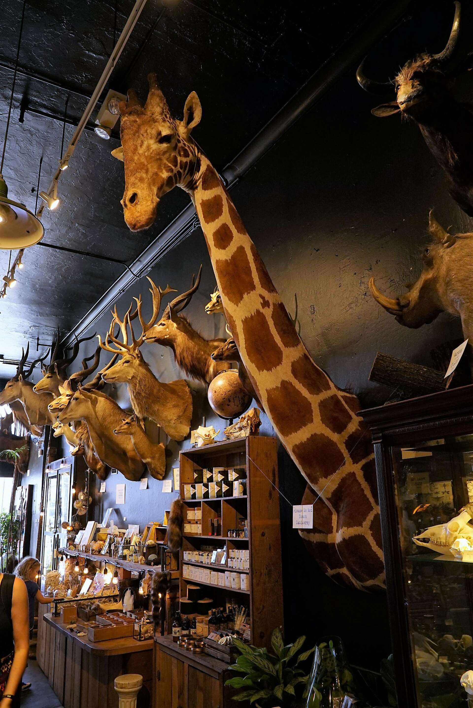 Paxton Gate celebrates 25 years of taxidermy, fossils and more