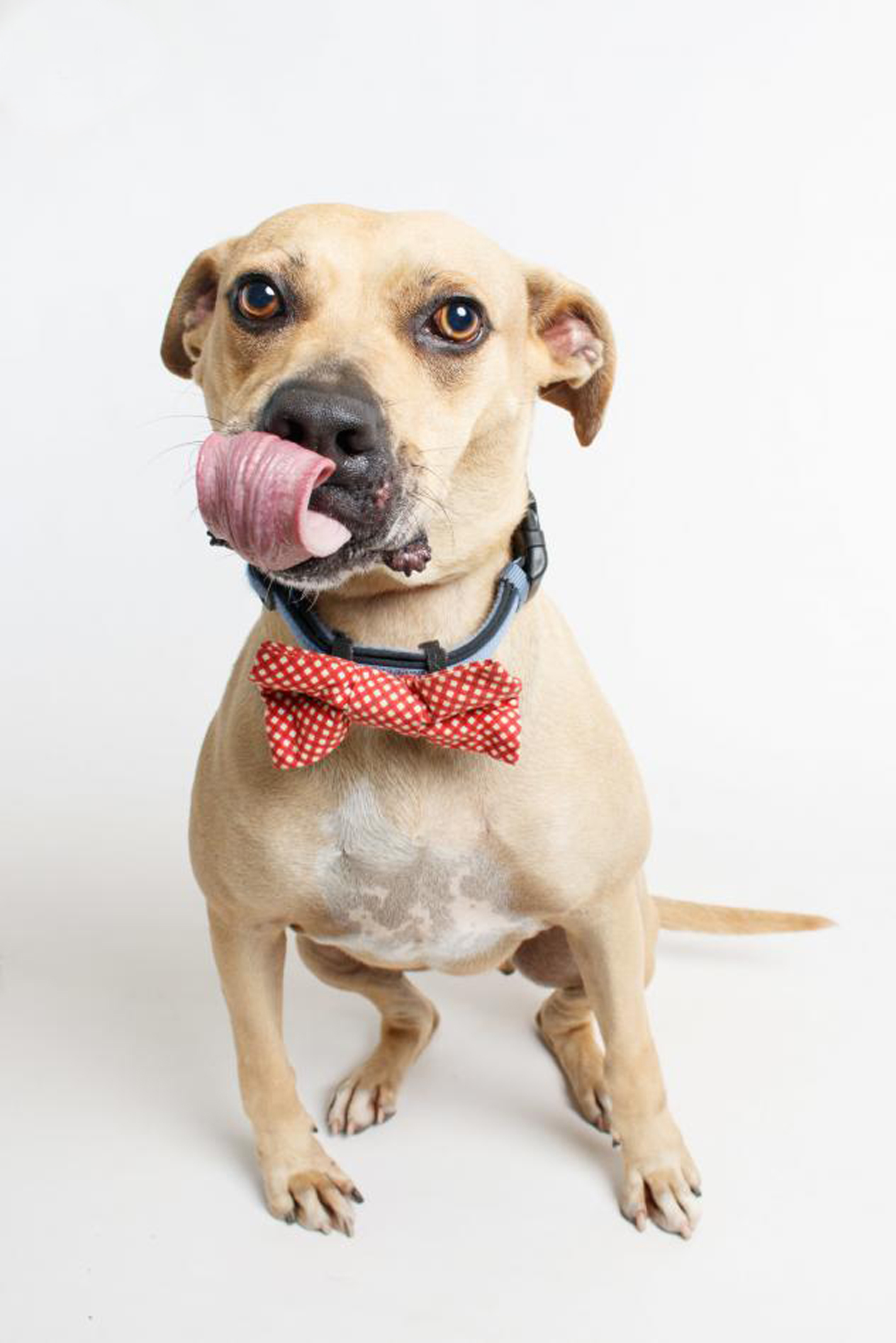 Dogs rescued from Hurricane Harvey once again being evacuated from ...