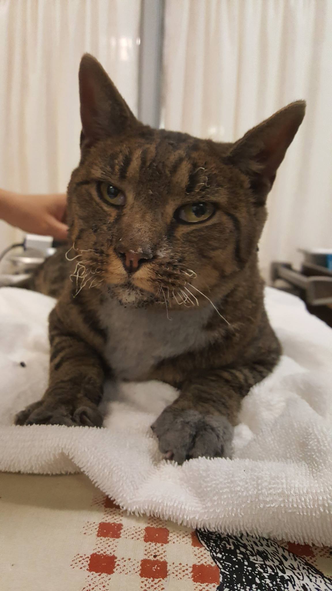 Cat with singed whiskers brings attention to plight of animals in Wine ...