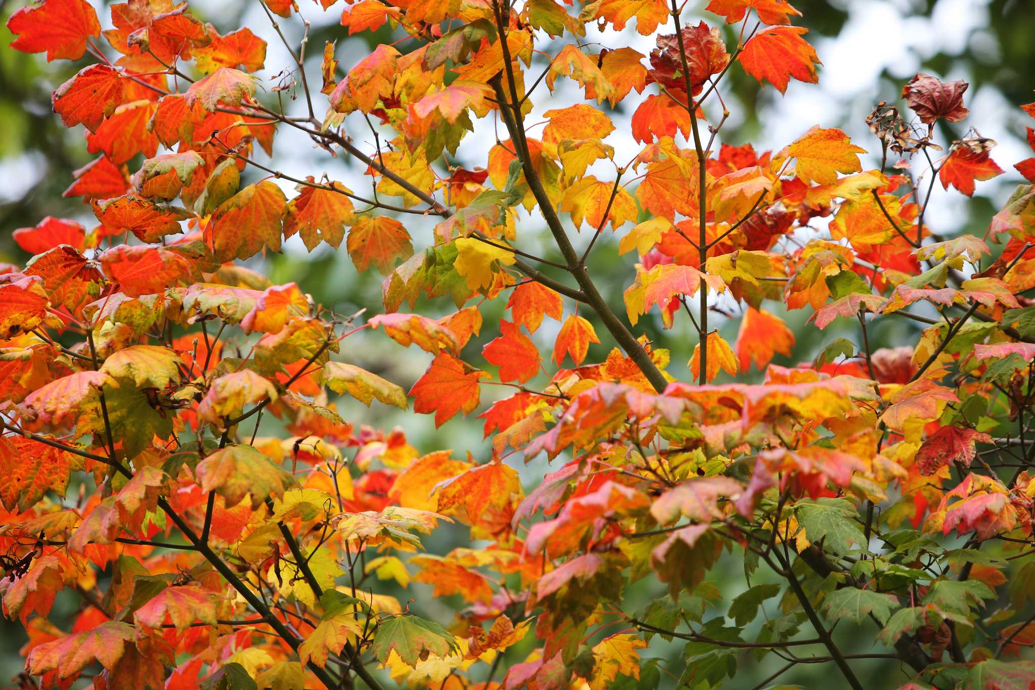 15 Seattle parks and trails to see brilliant fall colors