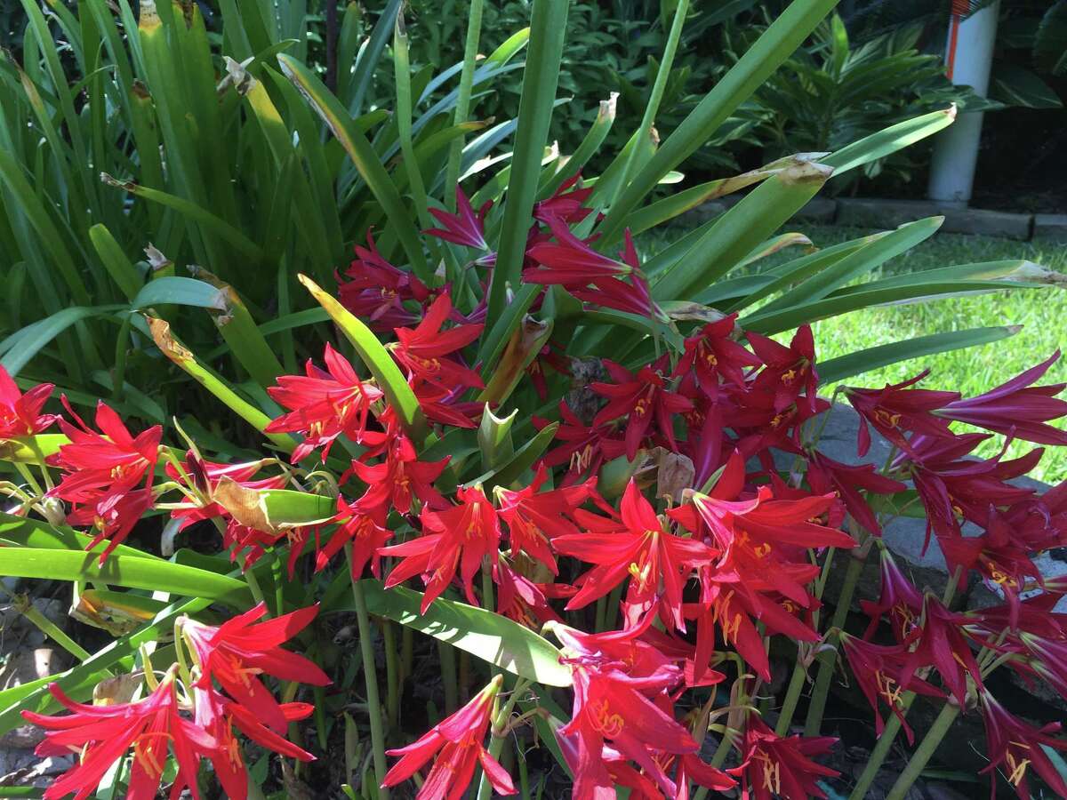 7 nectar-producing plants blooming this fall