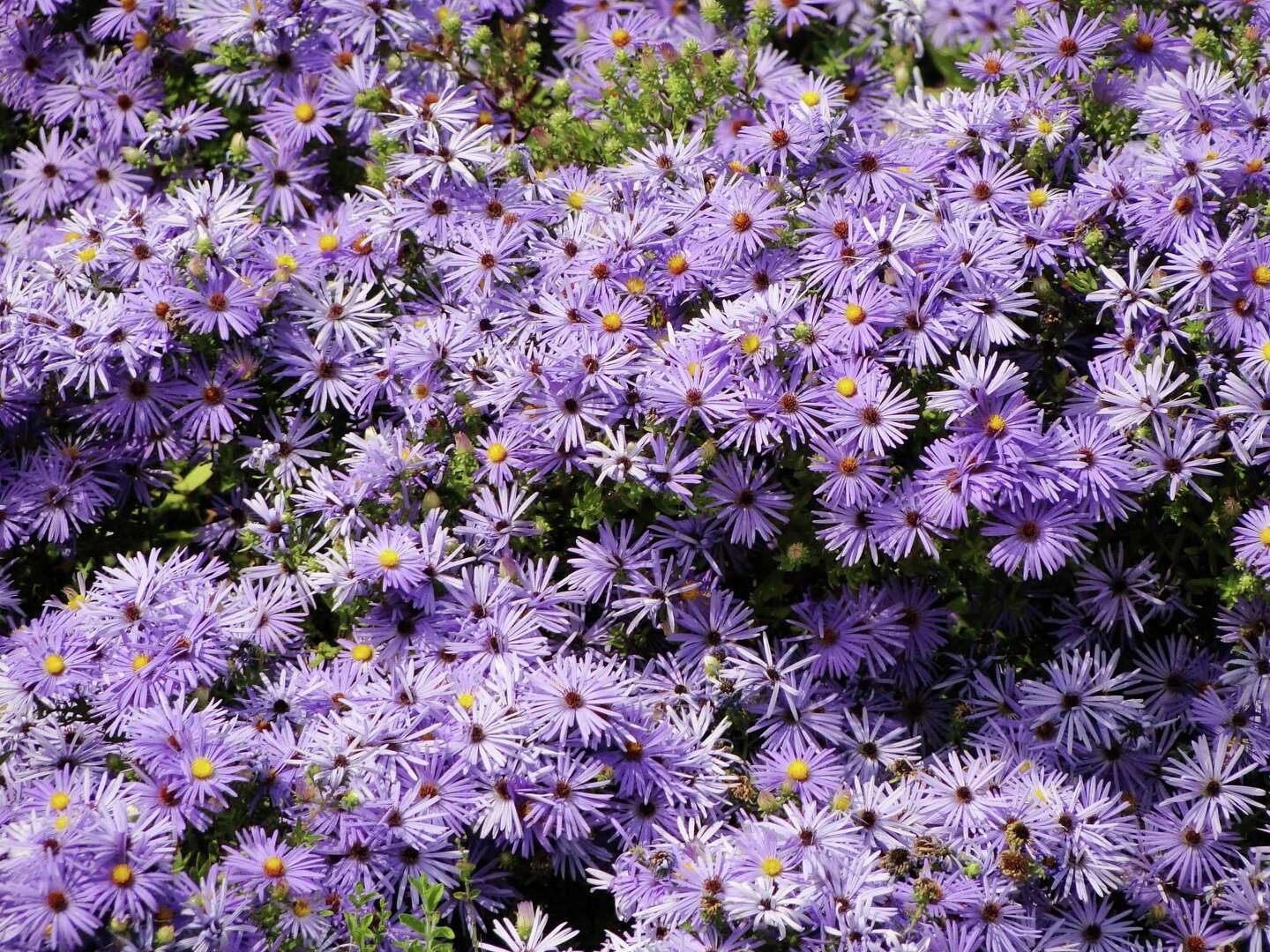 7 nectar-producing plants blooming this fall