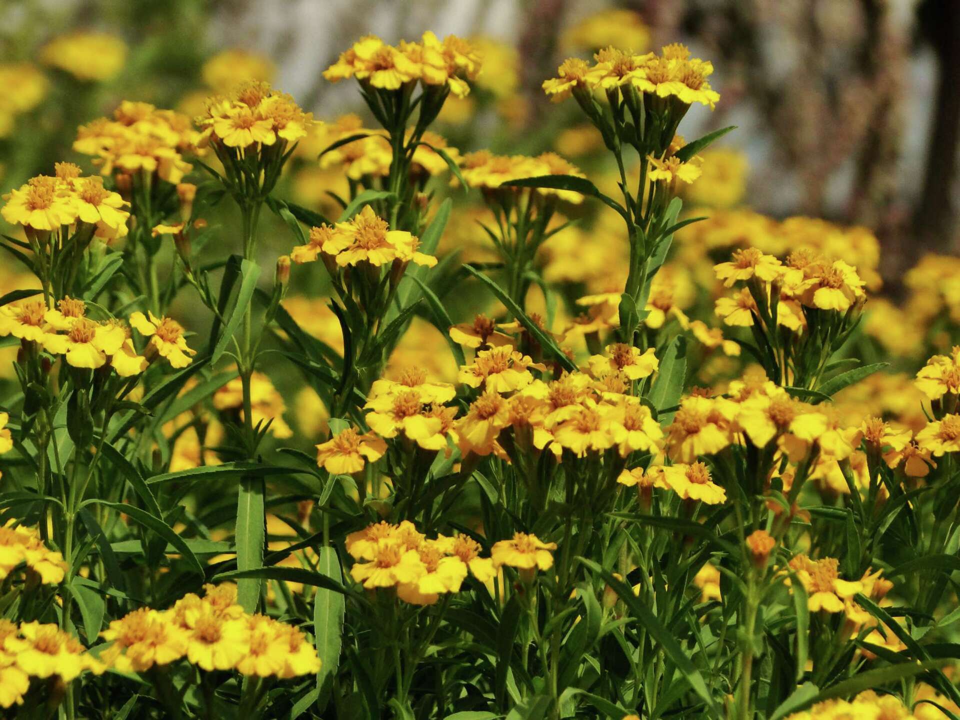 7 nectar-producing plants blooming this fall