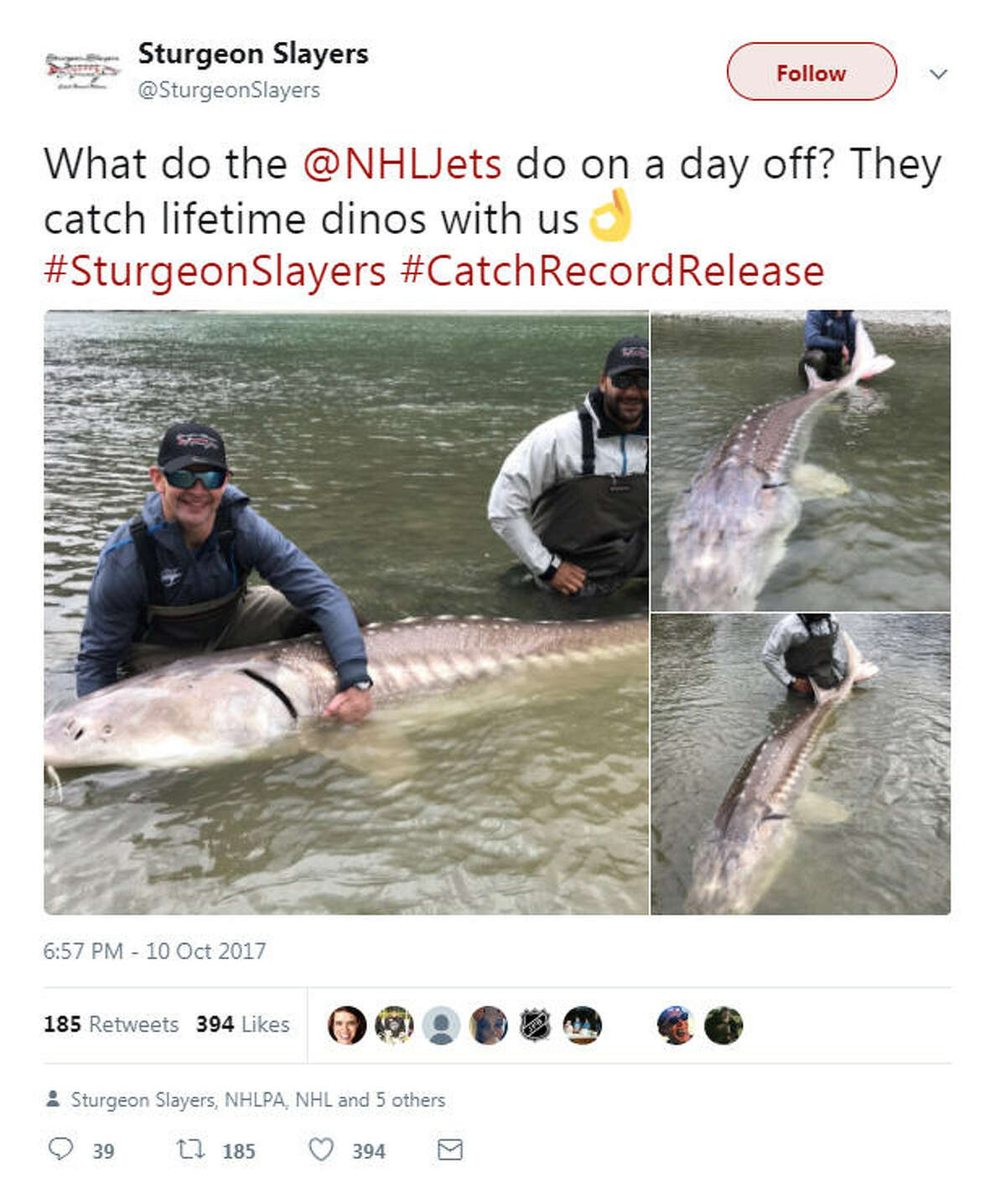 Giant 600-pound fish caught in British Columbia