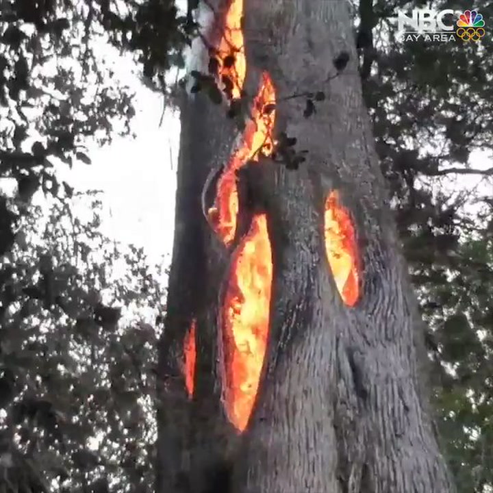 Watch: Sonoma man finds fire burning INSIDE tree
