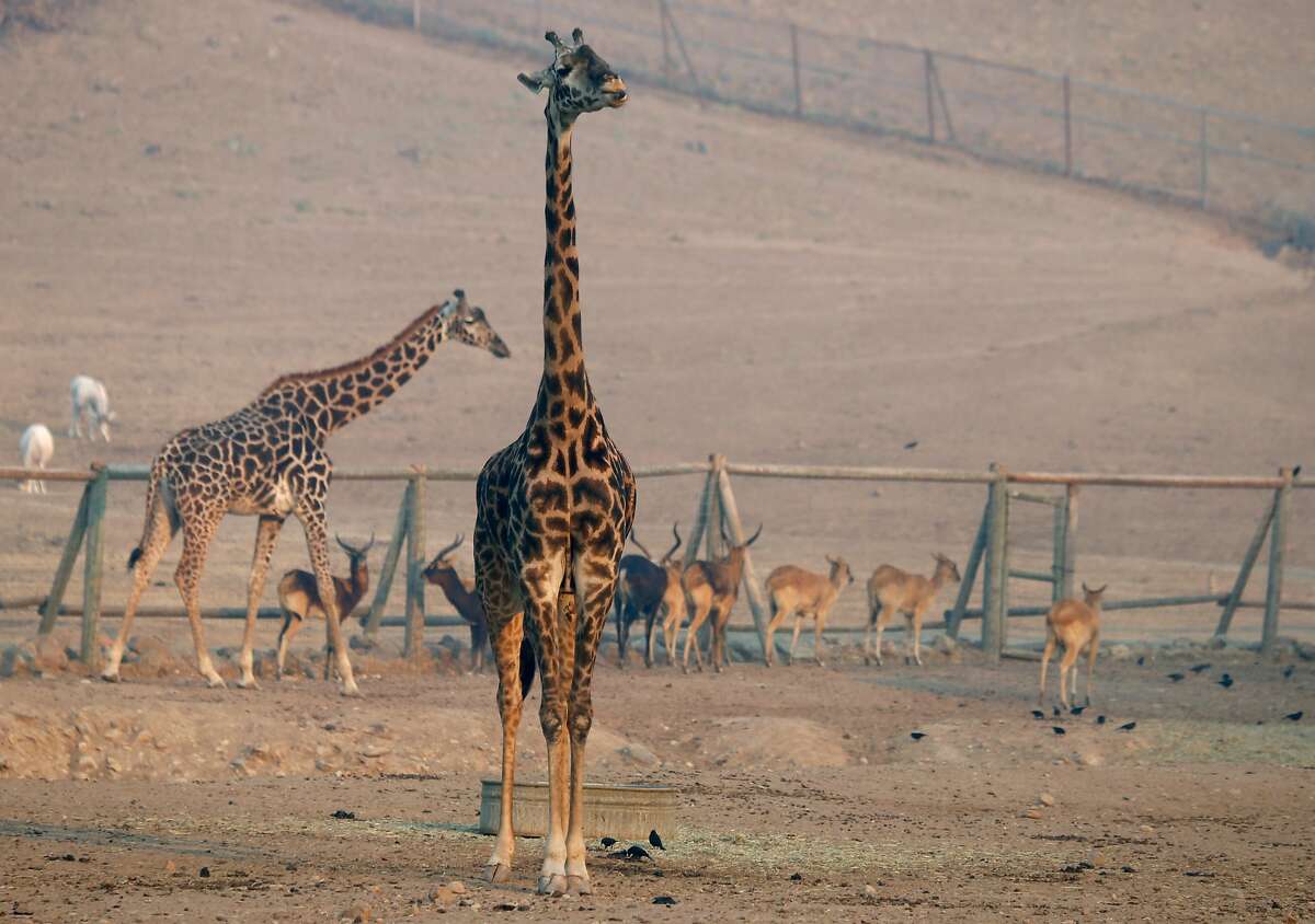 How Safari West’s giraffes, cheetahs and rhinos survived the Tubbs Fire