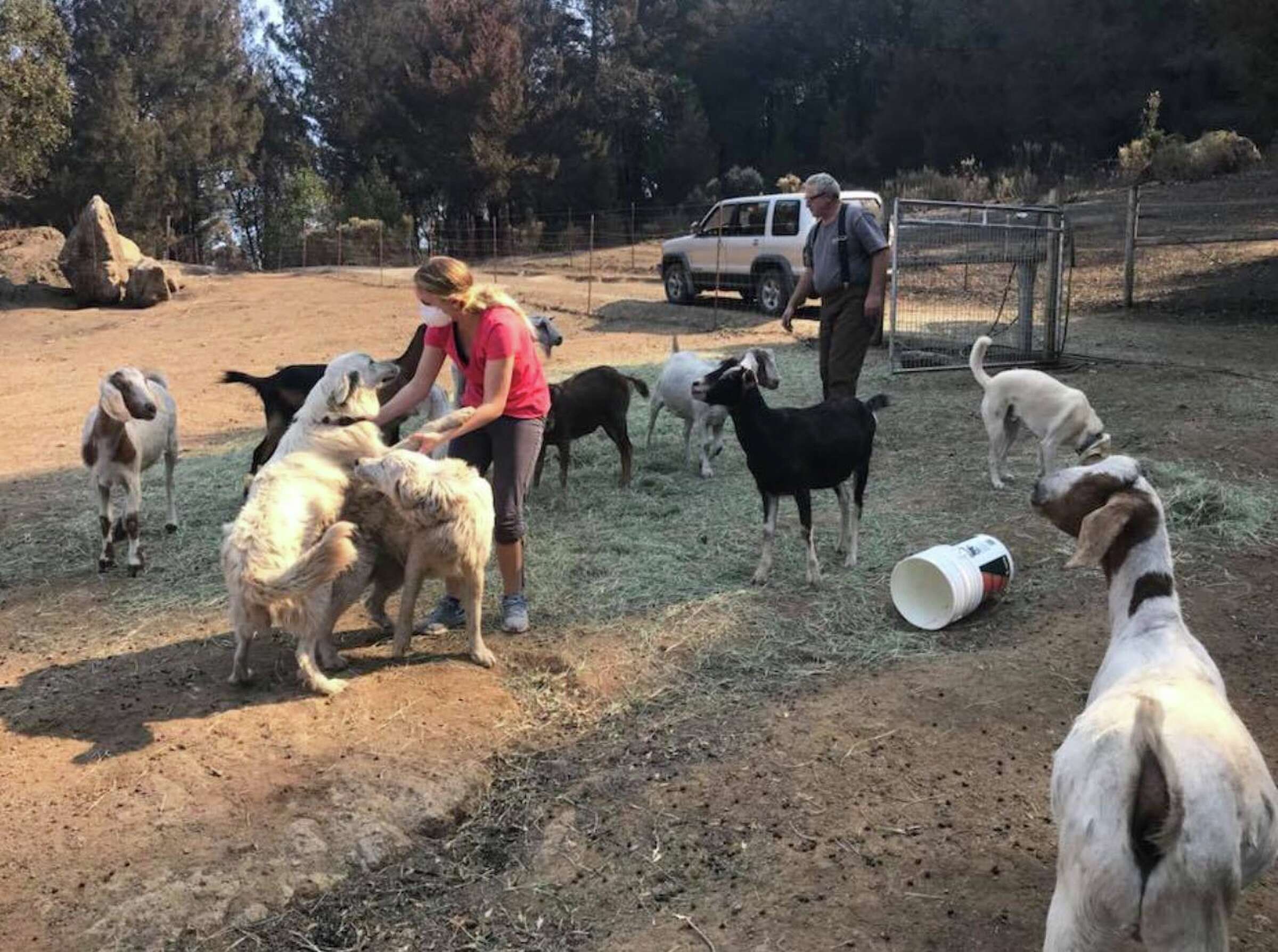 Somerville: A dog's bravery and devotion