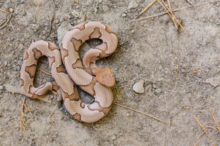 Tread carefully: Snakes are out again in Texas as temperatures rise ...