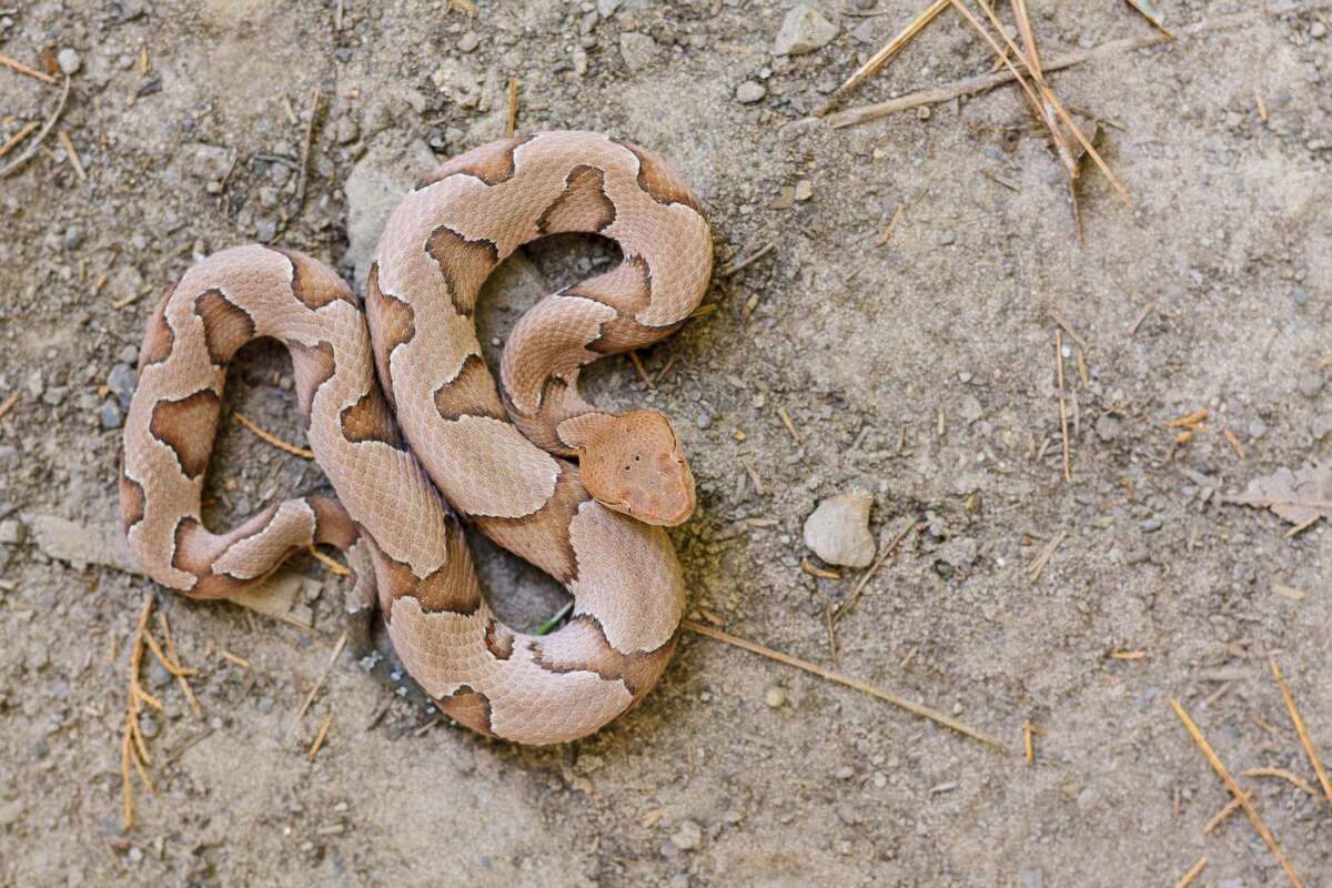 Rare, cobra-like snake spotted at Brazos Bend State Park after ...