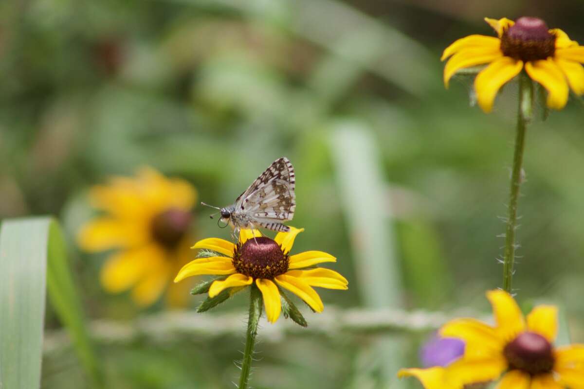 What's a prairie doing in the middle of the Medical Center?