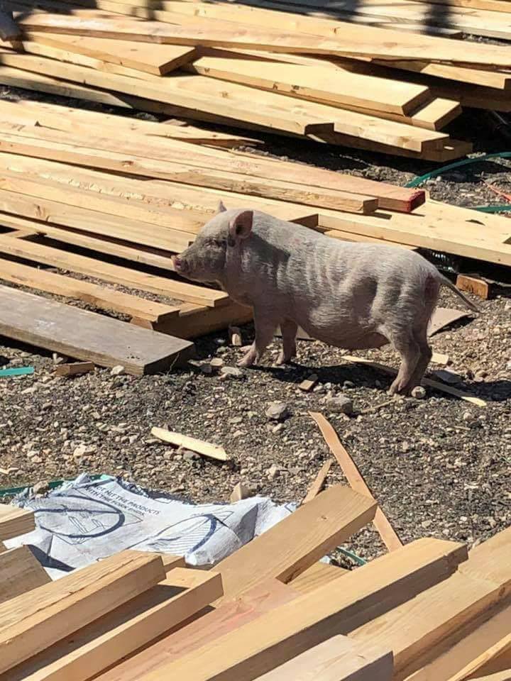 Social media finds stray pig spotted at S.A. construction site a ...