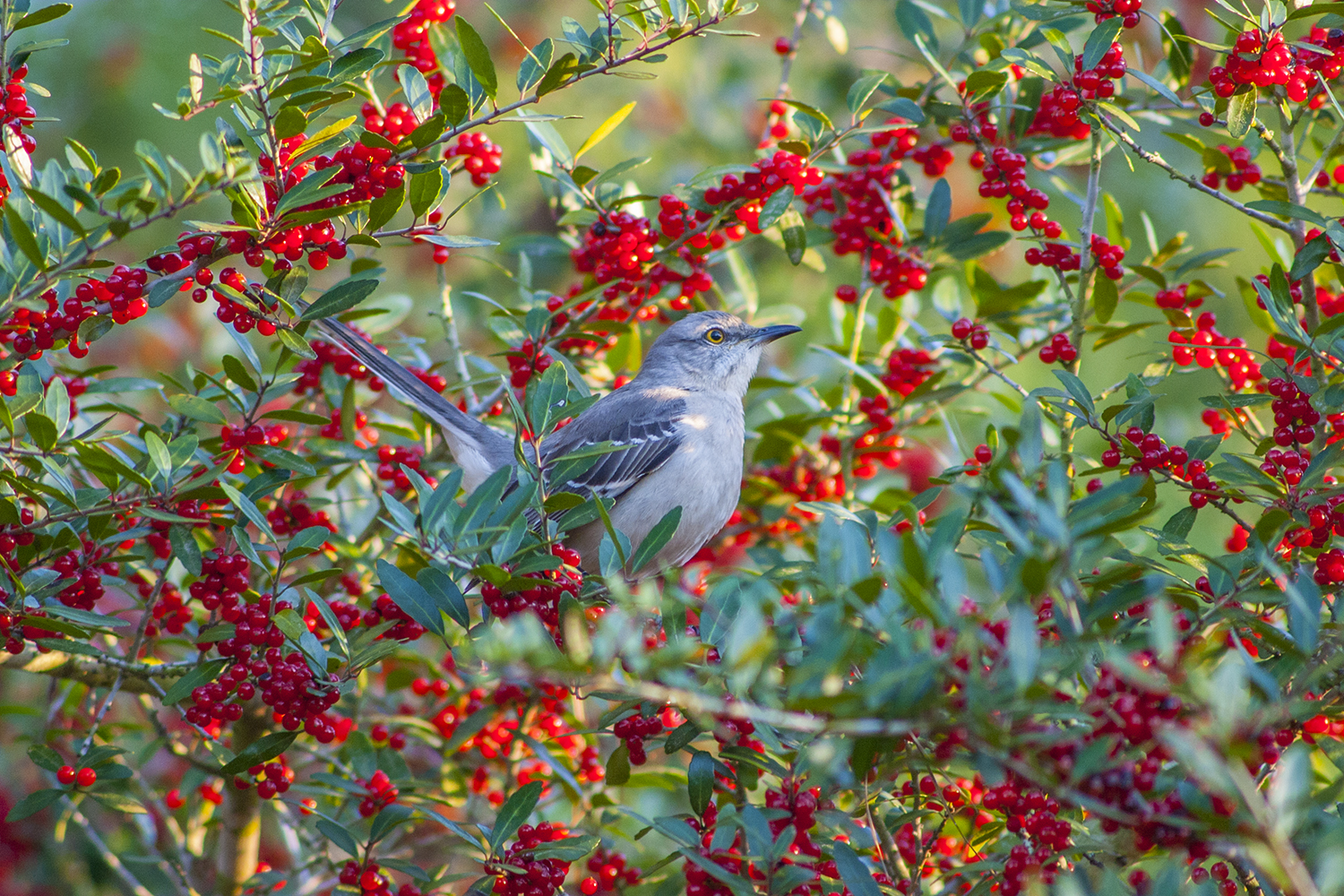 Berry-loving mockingbirds get defensive