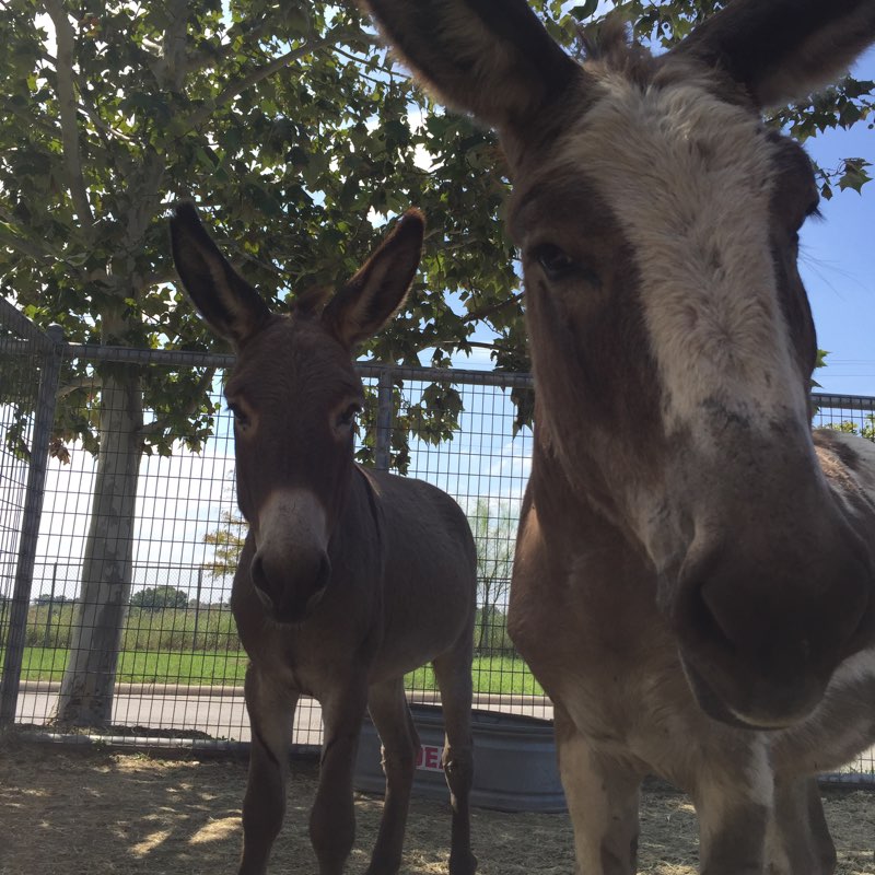Animal Care Services find another roaming goat