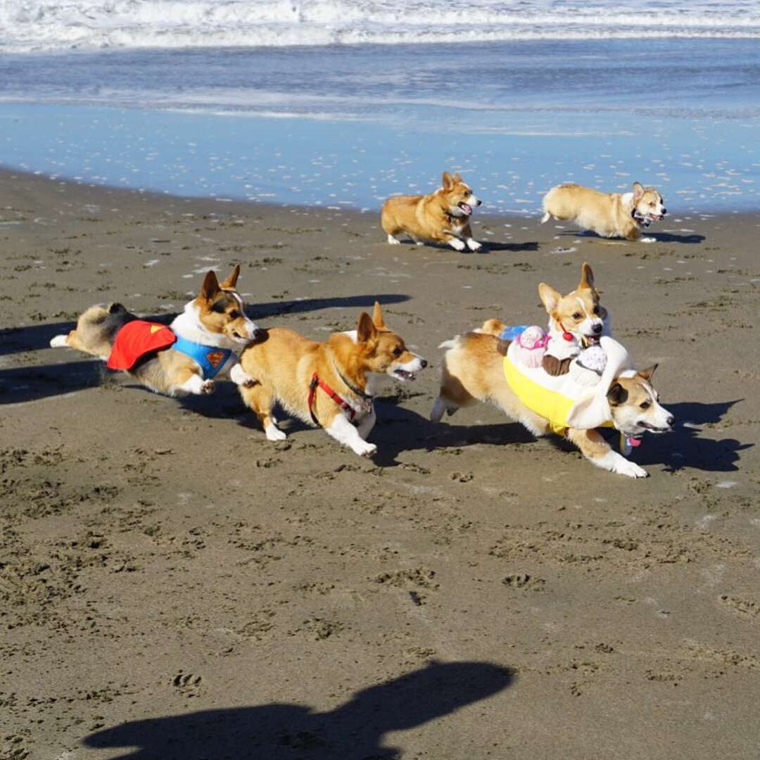 Costumed corgis invade Ocean Beach for Corgi Con