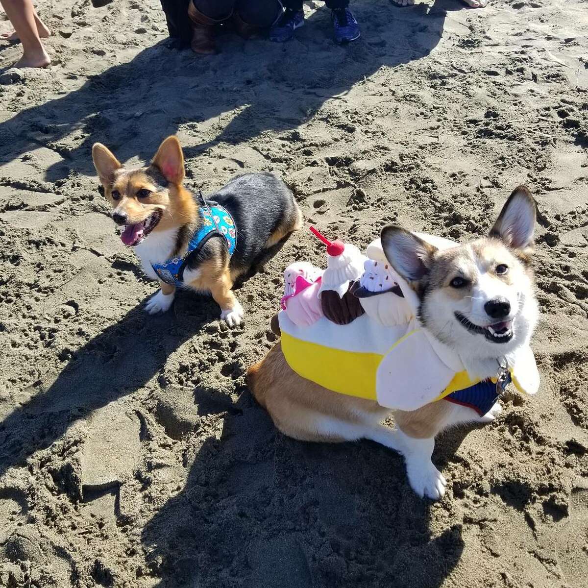 Costumed corgis invade Ocean Beach for Corgi Con